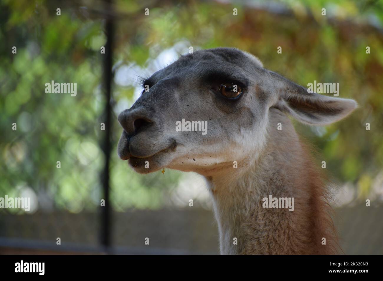 Beautiful young lamas hi-res stock photography and images - Alamy