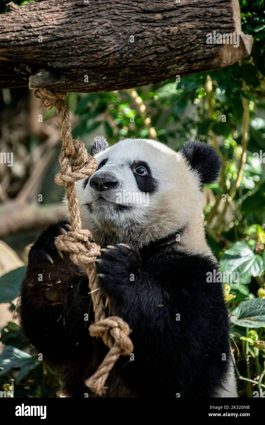 The baby giant panda "Lele" (Ailuropoda melanoleuca) is playing rope in ...
