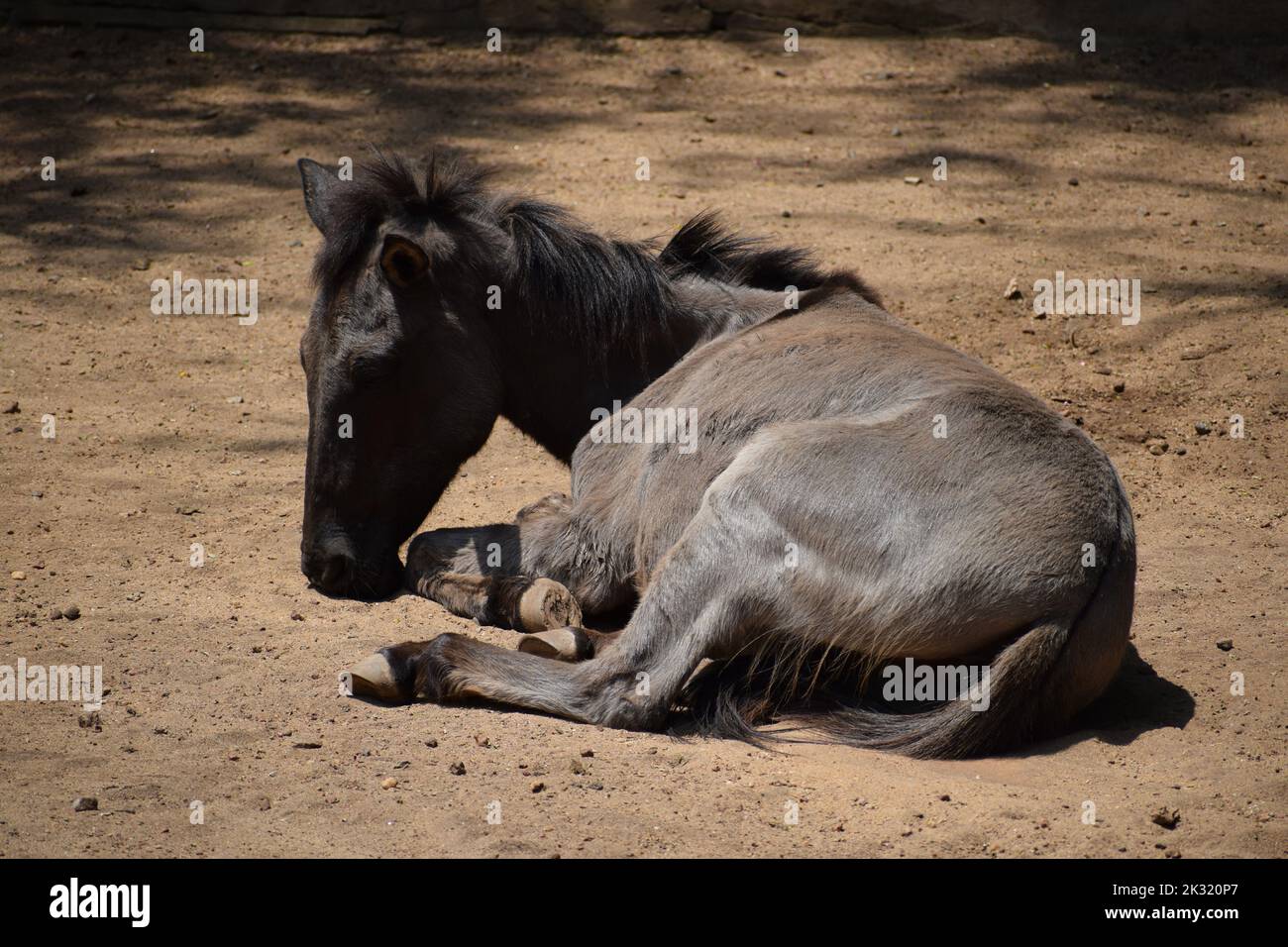Riding donkey pony hi-res stock photography and images - Alamy