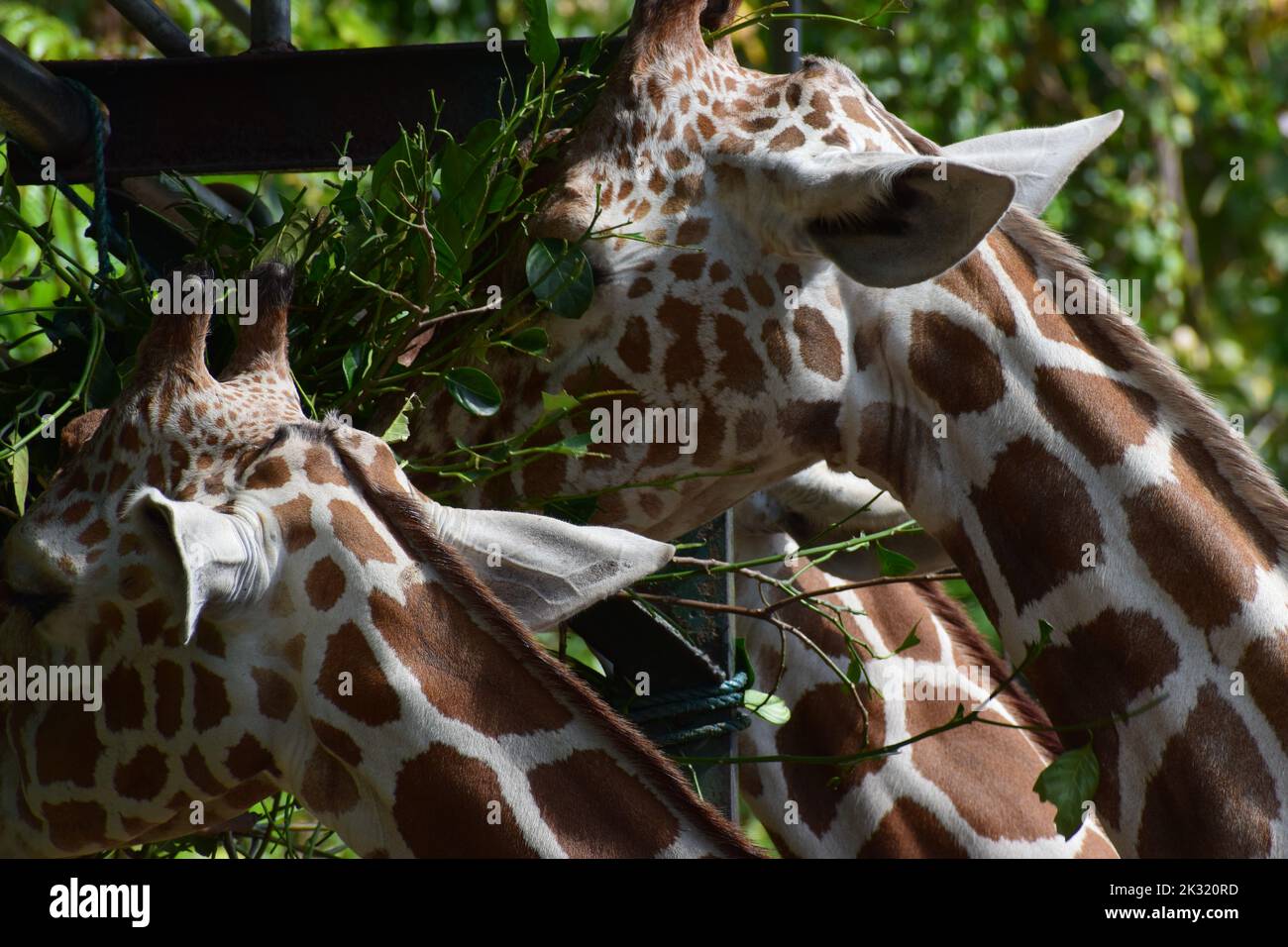 Herbivore herbivores herbivorous hi-res stock photography and images ...