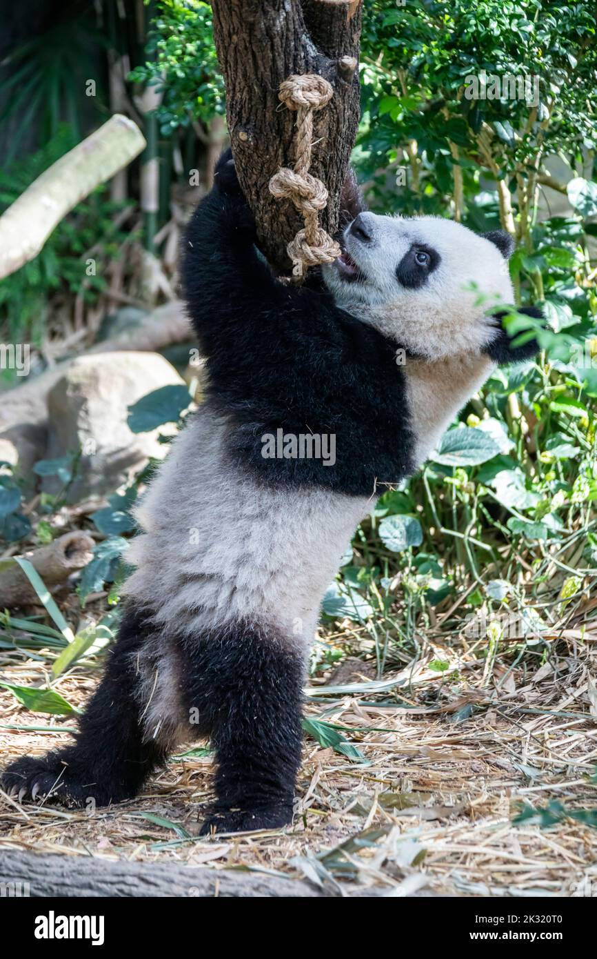 The baby giant panda "Lele" (Ailuropoda melanoleuca) is playing rope in ...