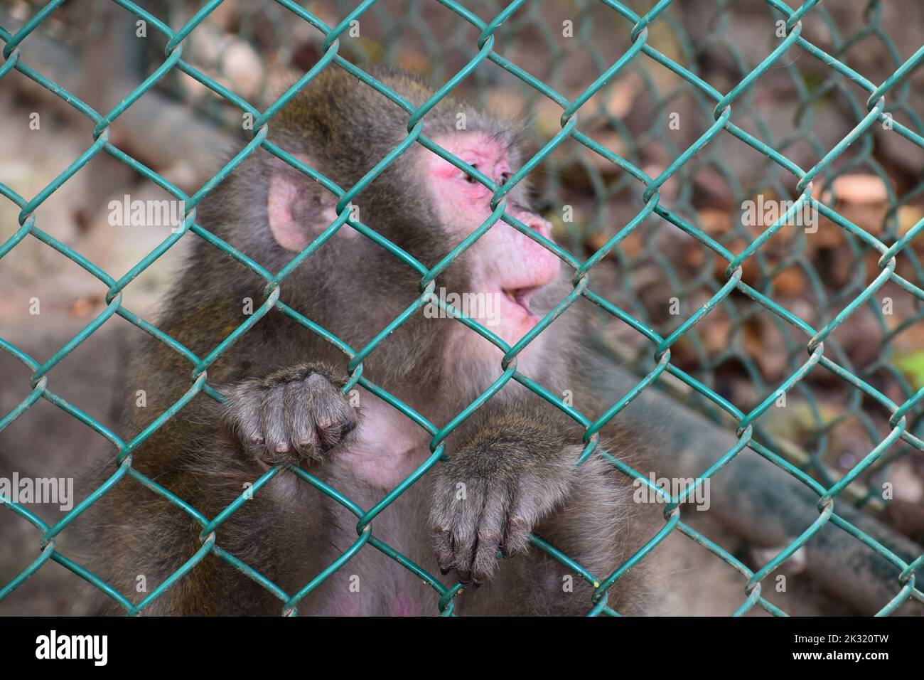 monkey in cage Stock Photo - Alamy