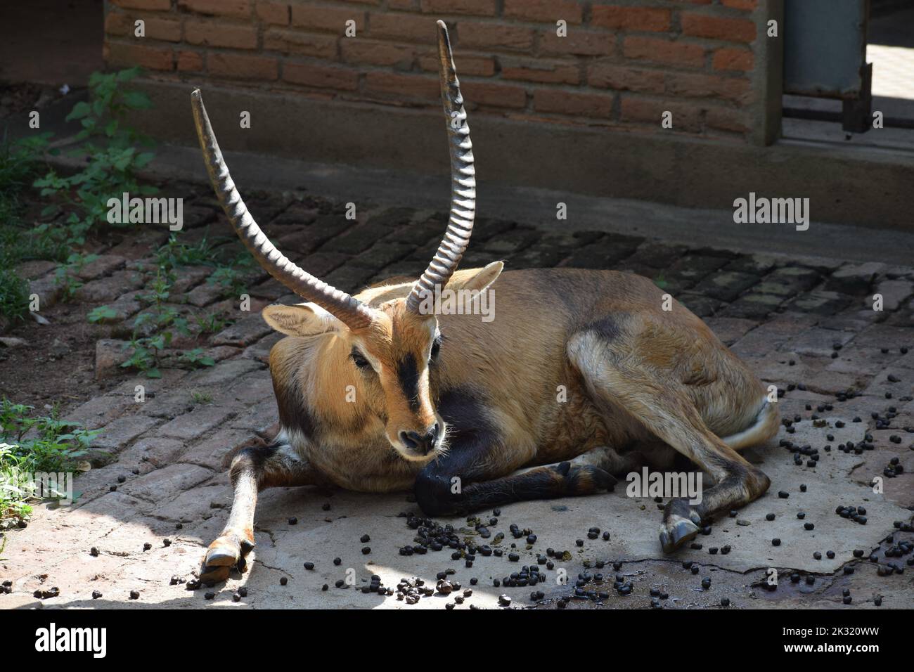 Crowned deer hi-res stock photography and images - Alamy