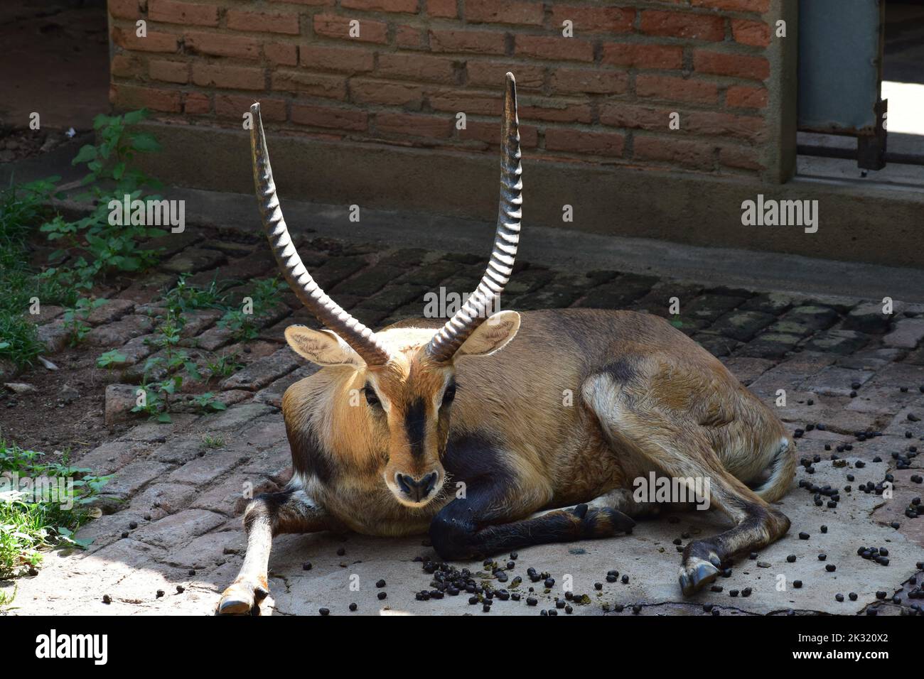 Crowned deer hi-res stock photography and images - Alamy