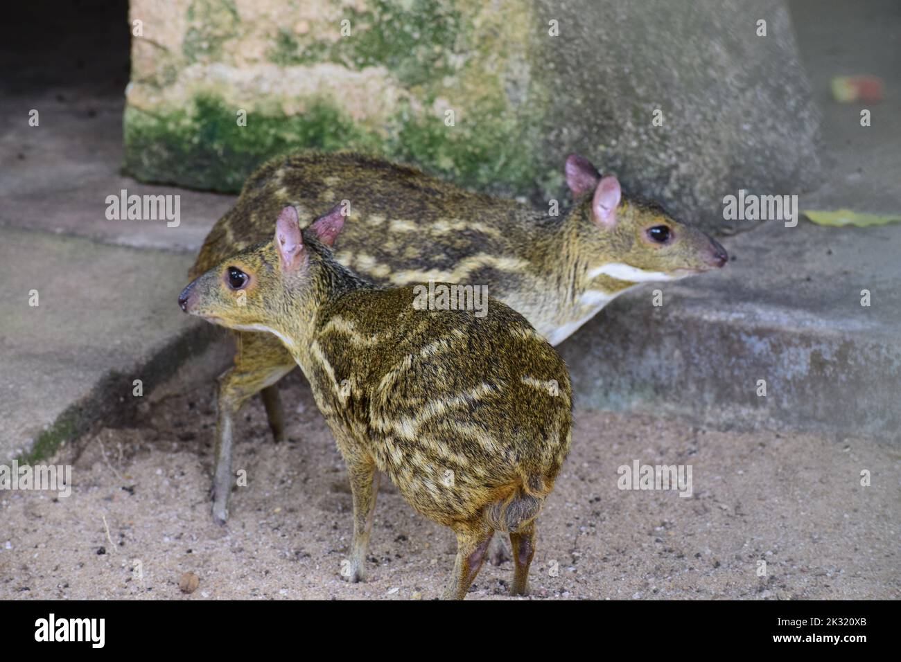 Moschiola hi-res stock photography and images - Alamy