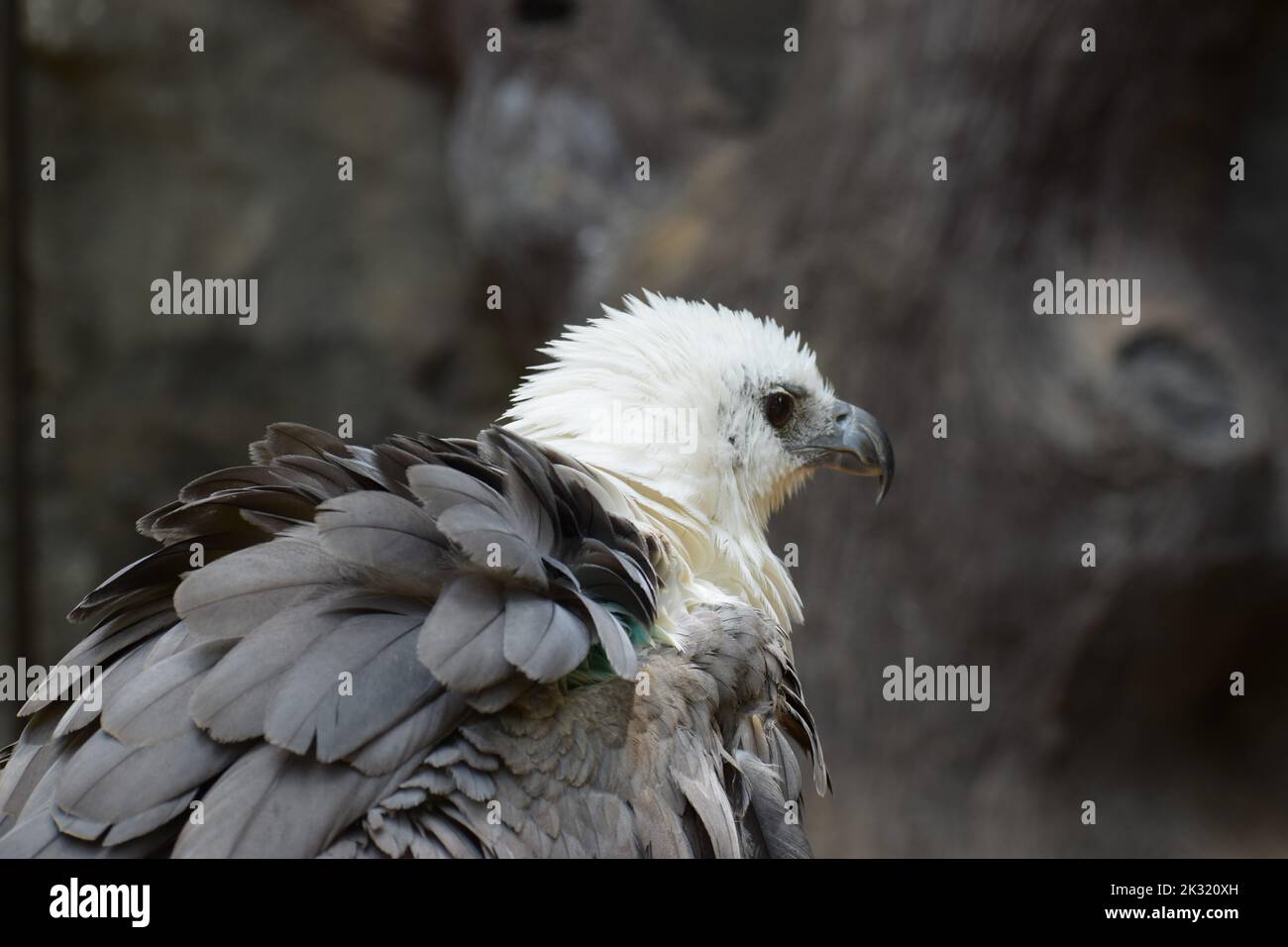 Eagle flying eating fish hi-res stock photography and images - Alamy