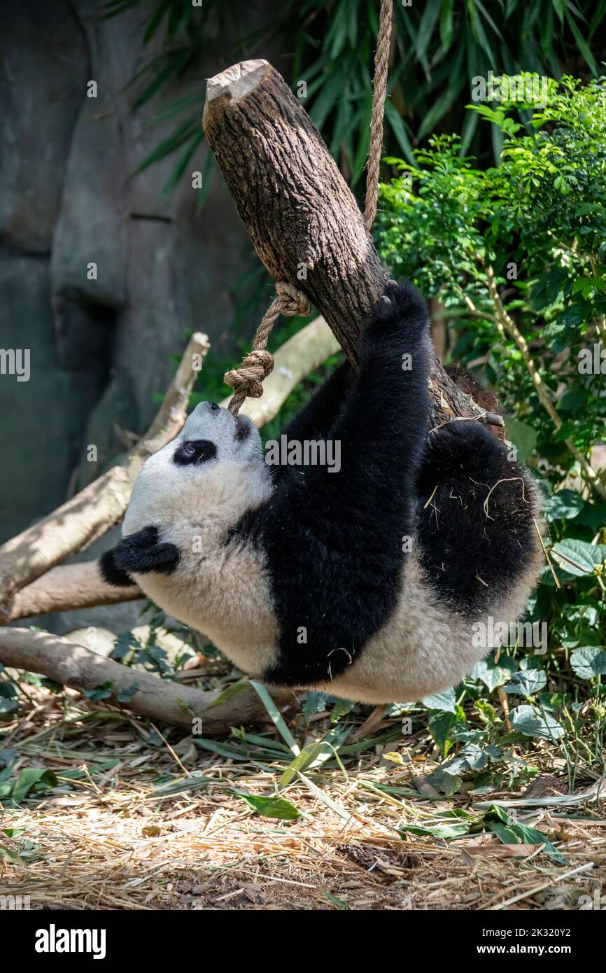 Panda activities hi-res stock photography and images - Alamy