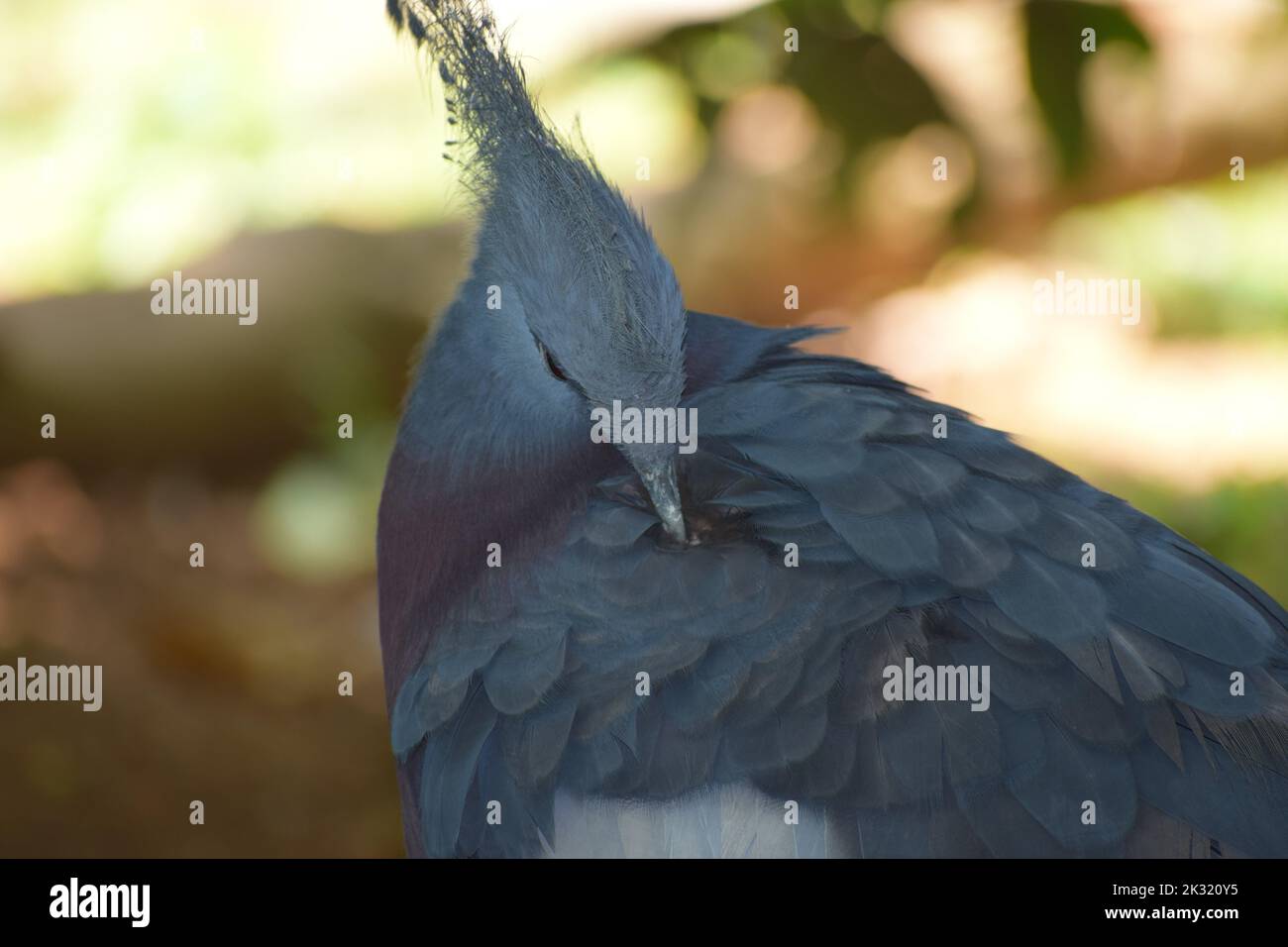 blue ash bird Stock Photo - Alamy