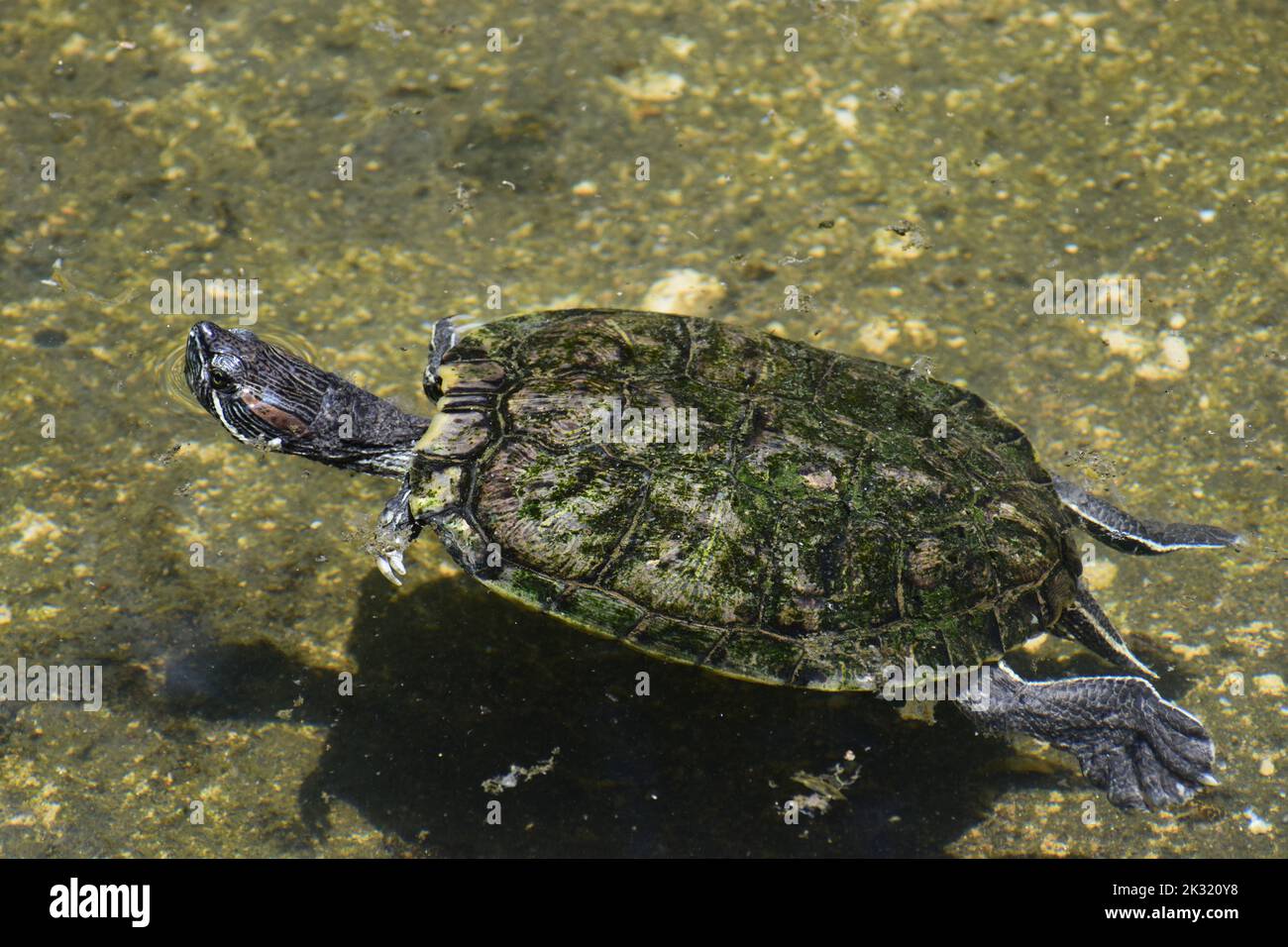 Tortoise swimming on water Stock Photo - Alamy