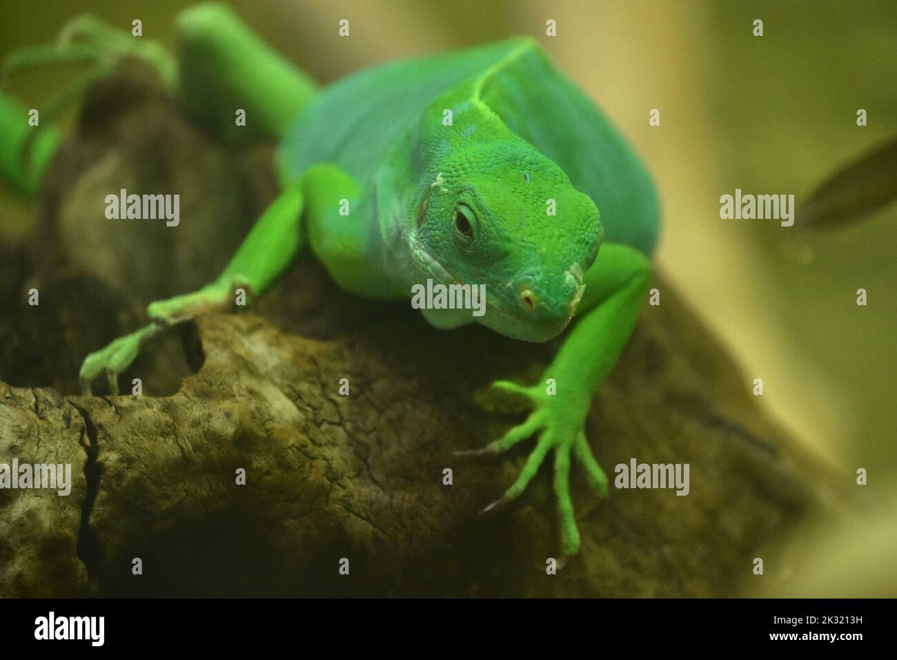 Fiji island up close hi-res stock photography and images - Alamy