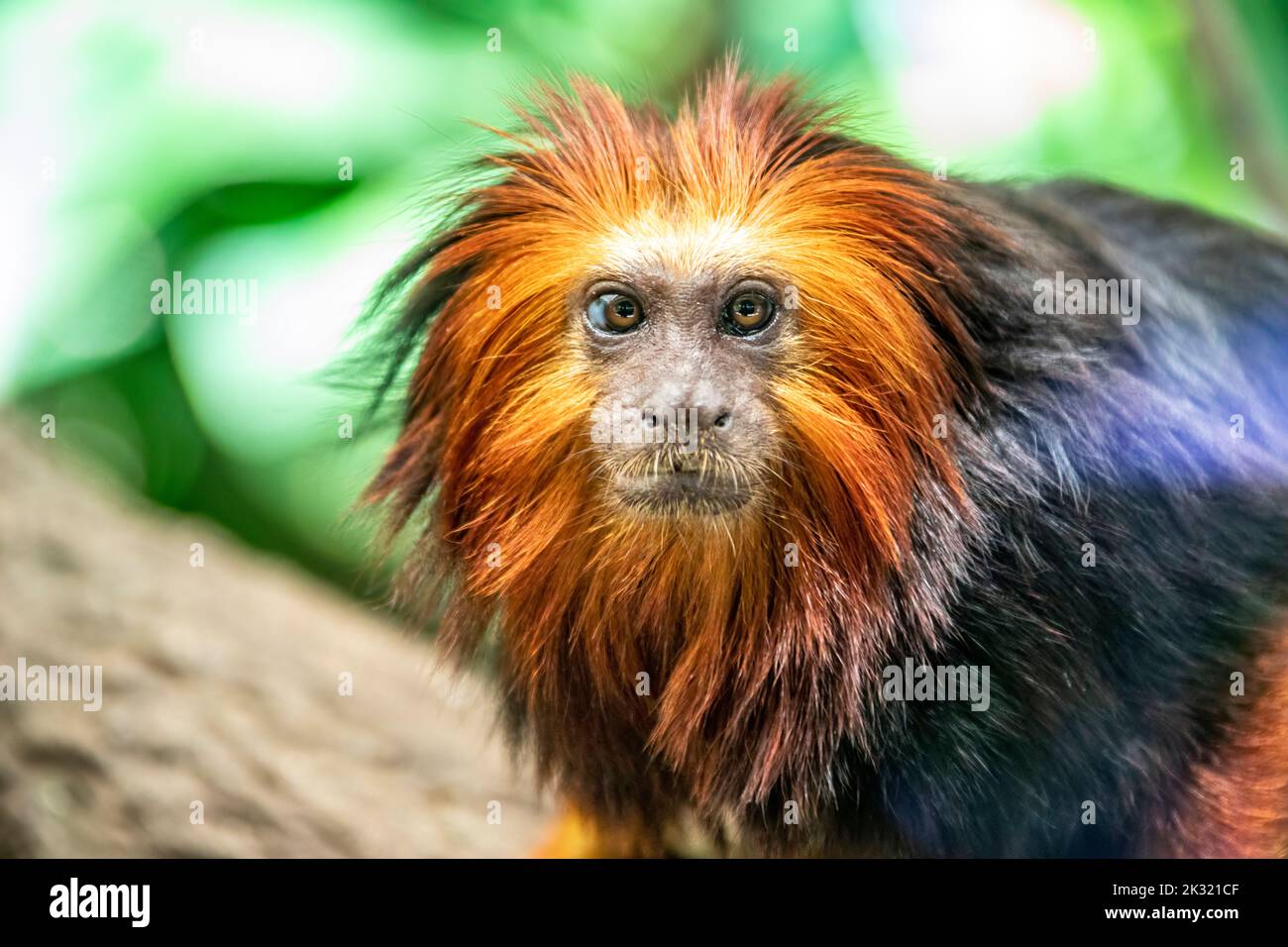 The golden-headed lion tamarin (Leontopithecus chrysomelas) is a lion ...