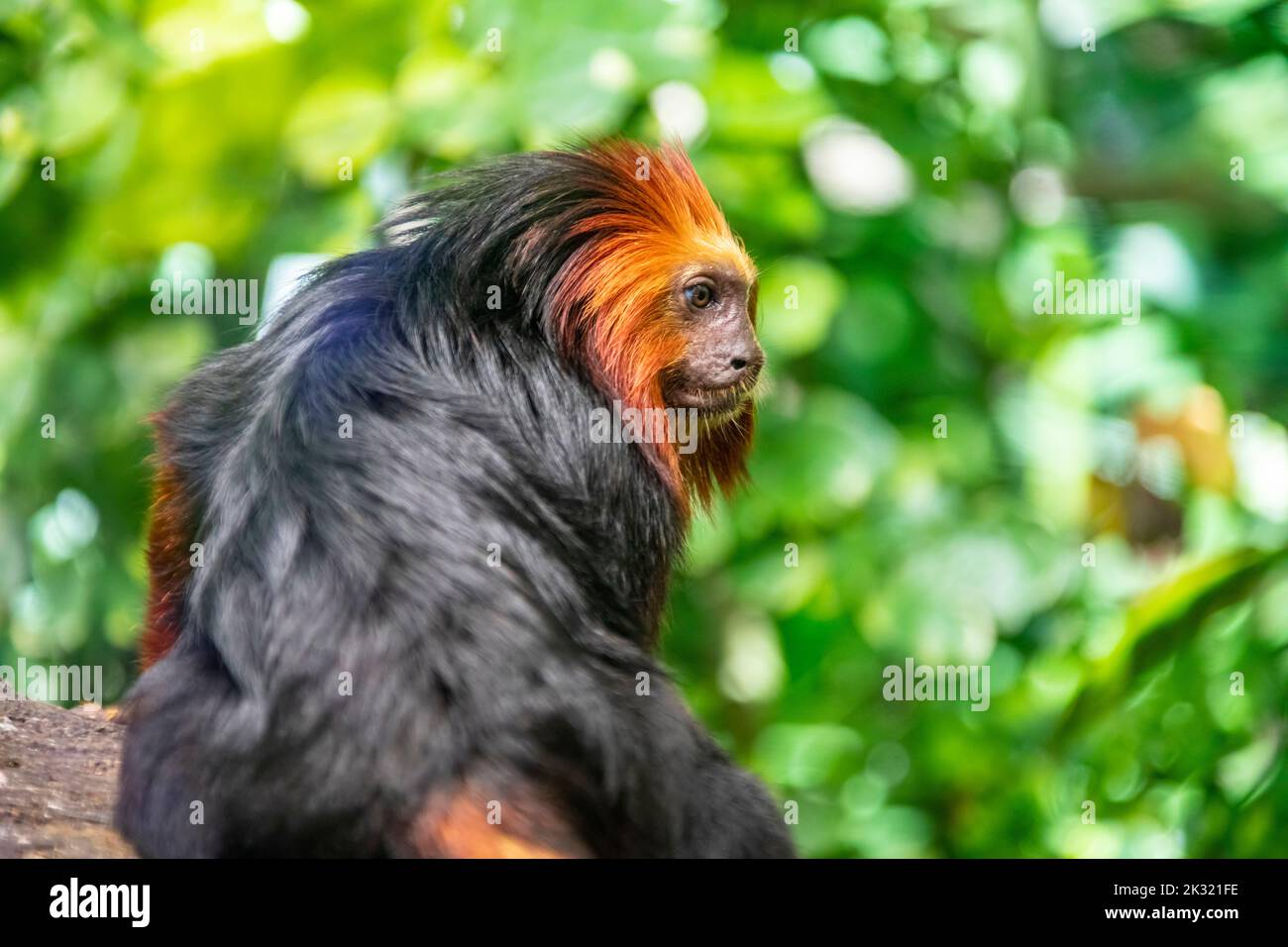 Golden lion tamarin national zoo hi-res stock photography and images ...