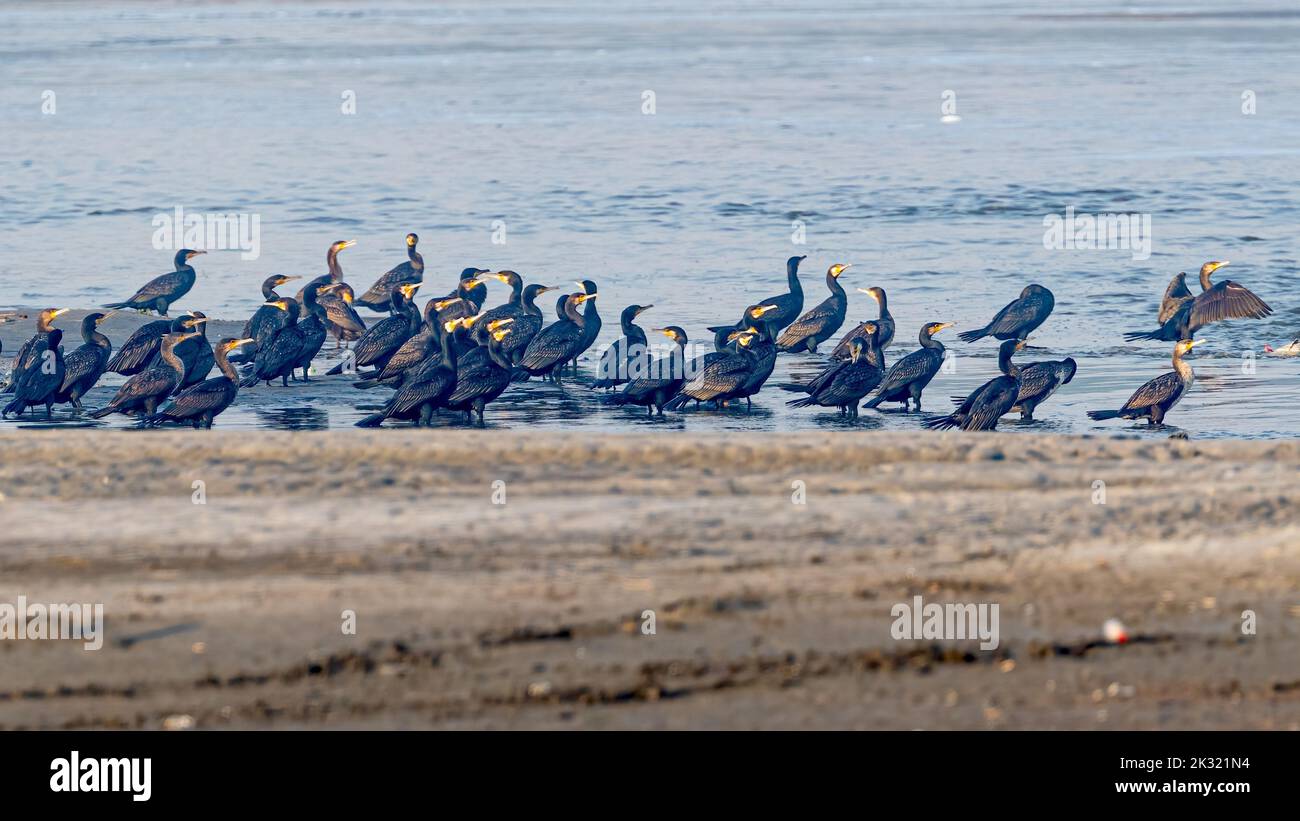 An aerial view of flock of cormorants near sea Stock Photo - Alamy