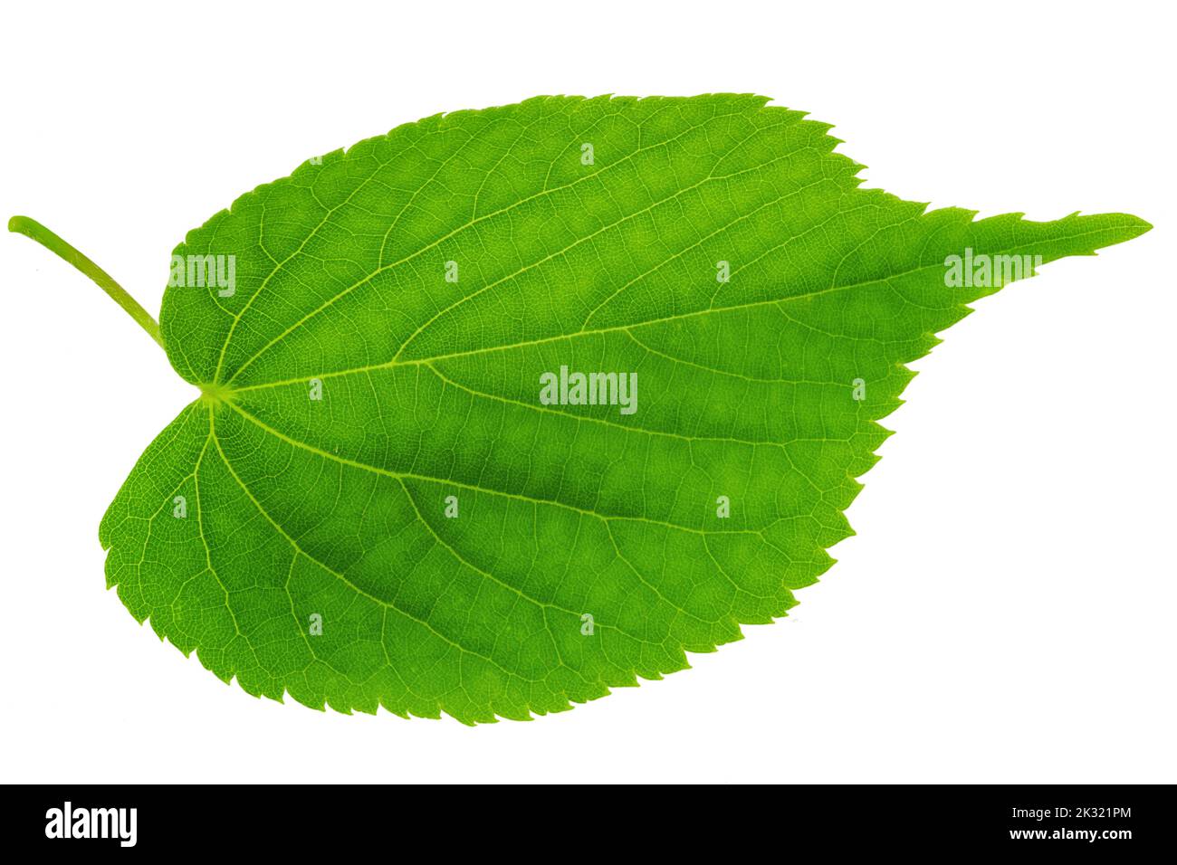 One single leaf of lime tree or linden on a white background. File ...