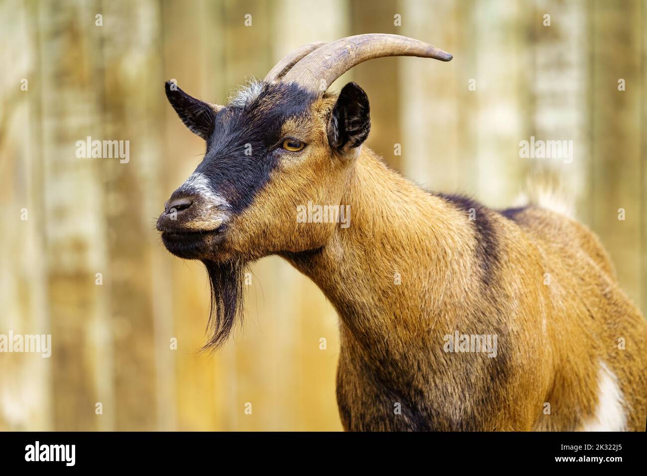 Male goat with large horns and goatee facing the front Stock Photo - Alamy