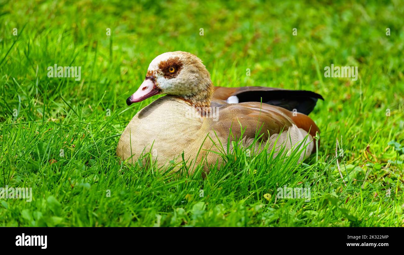 Cute duck bird in green hi-res stock photography and images - Alamy