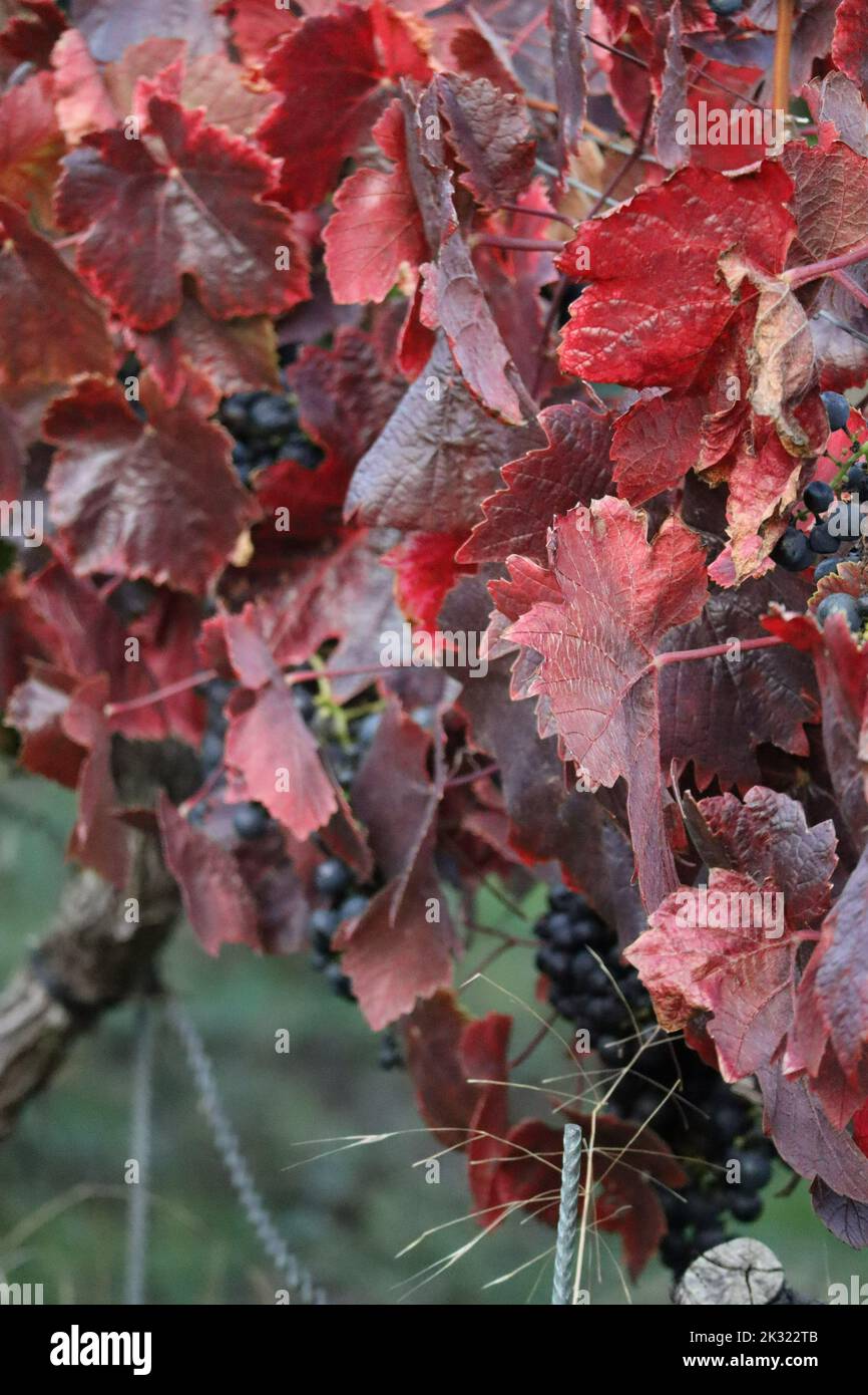 ruby red Leaves on the red Vine stock Stock Photo - Alamy