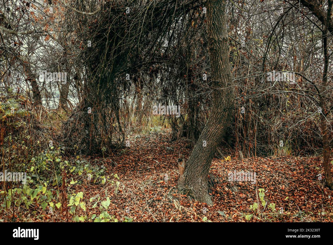 Image of a curved tree in autumn thickets Stock Photo - Alamy