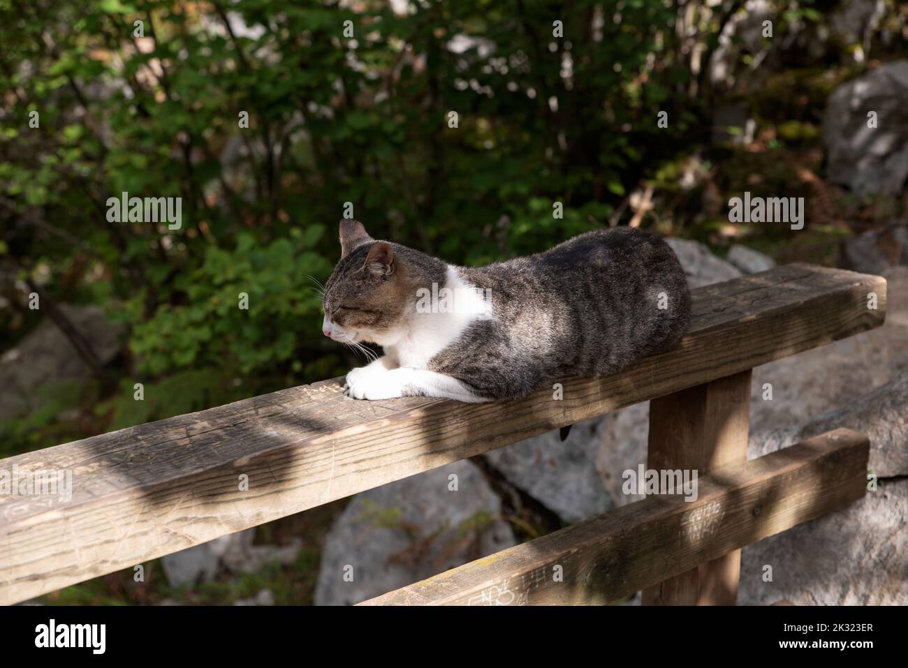 Cat sitting on railing outside hi-res stock photography and images - Alamy