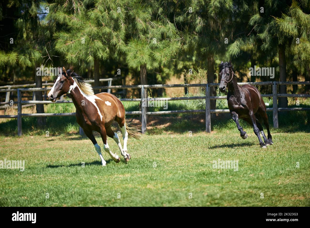 Horse cantering in field hi-res stock photography and images - Alamy