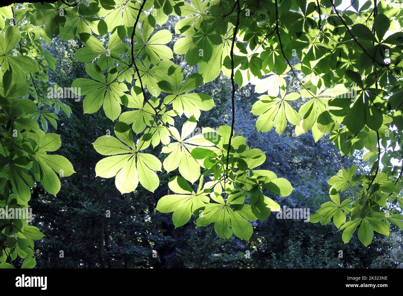 The view of bright green tree leaves and branches covering the sunlight ...
