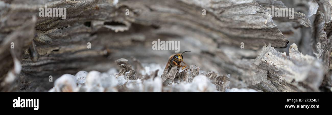 Panorama of wasp and nest with cells Stock Photo - Alamy
