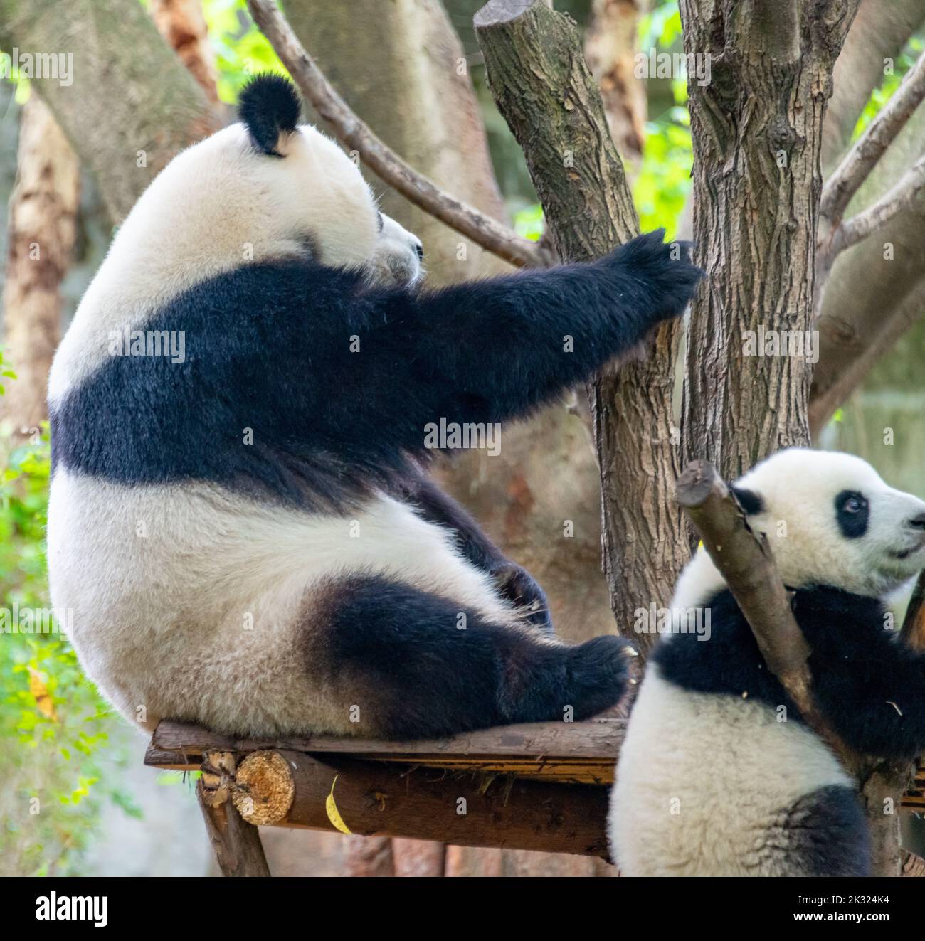 Mother Panda is teaching Panda Darling to climb a tree Stock Photo - Alamy