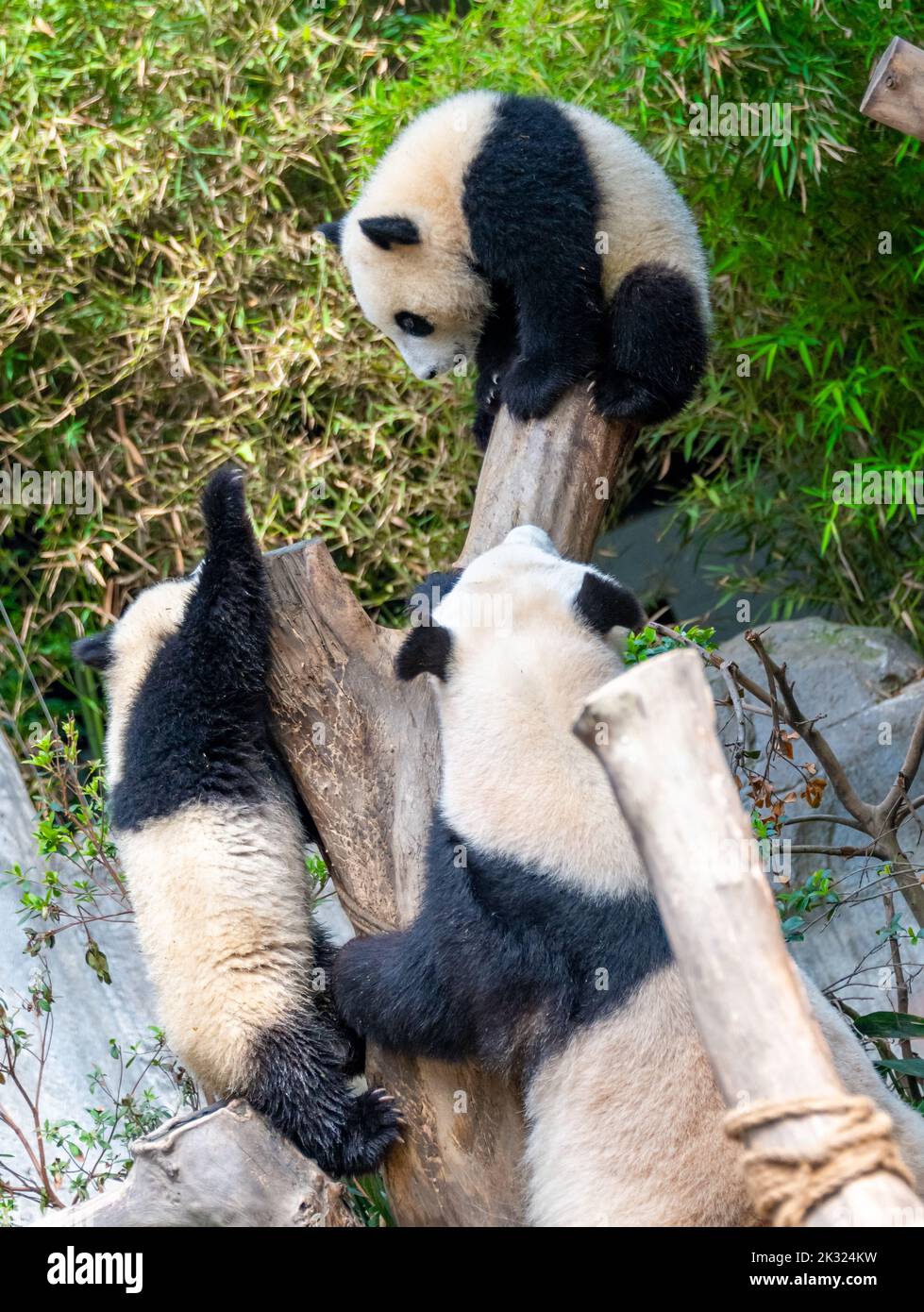 Mother Panda is teaching Panda Darling to climb a tree Stock Photo - Alamy