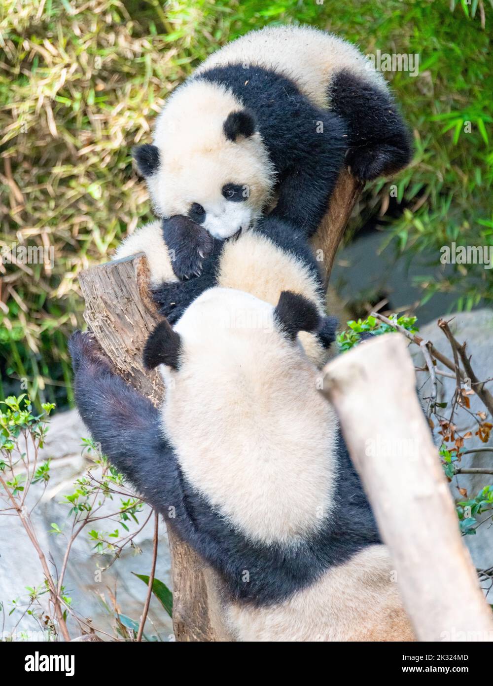 Mother Panda is teaching Panda Darling to climb a tree Stock Photo - Alamy