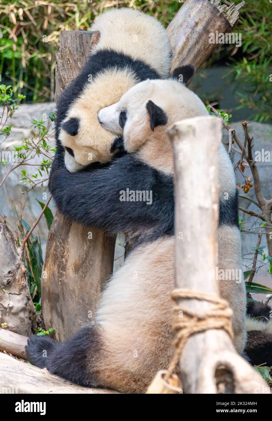 Mother Panda is teaching Panda Darling to climb a tree Stock Photo - Alamy