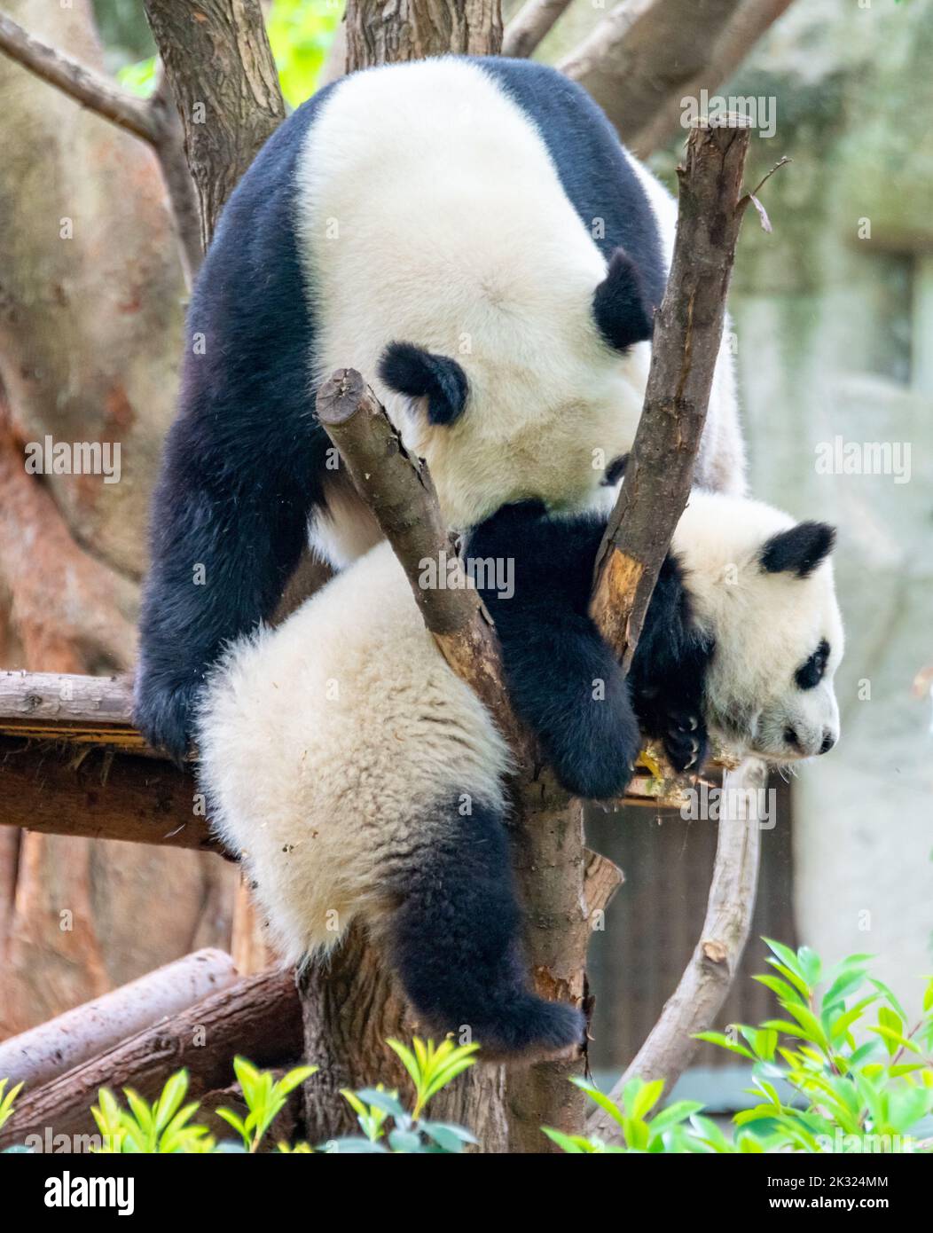 Mother Panda is teaching Panda Darling to climb a tree Stock Photo - Alamy
