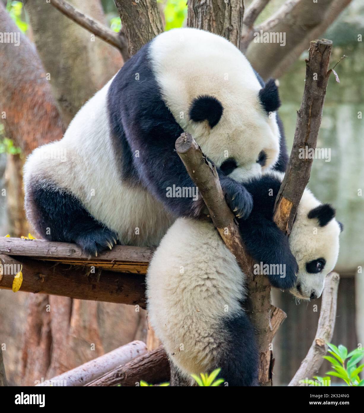 Mother Panda is teaching Panda Darling to climb a tree Stock Photo - Alamy