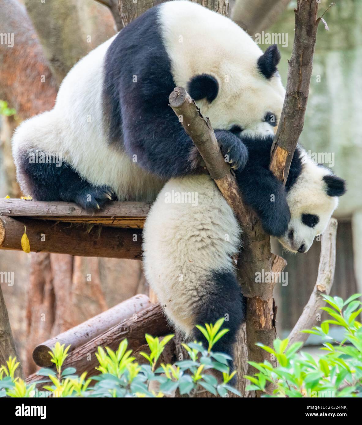 Mother Panda is teaching Panda Darling to climb a tree Stock Photo - Alamy