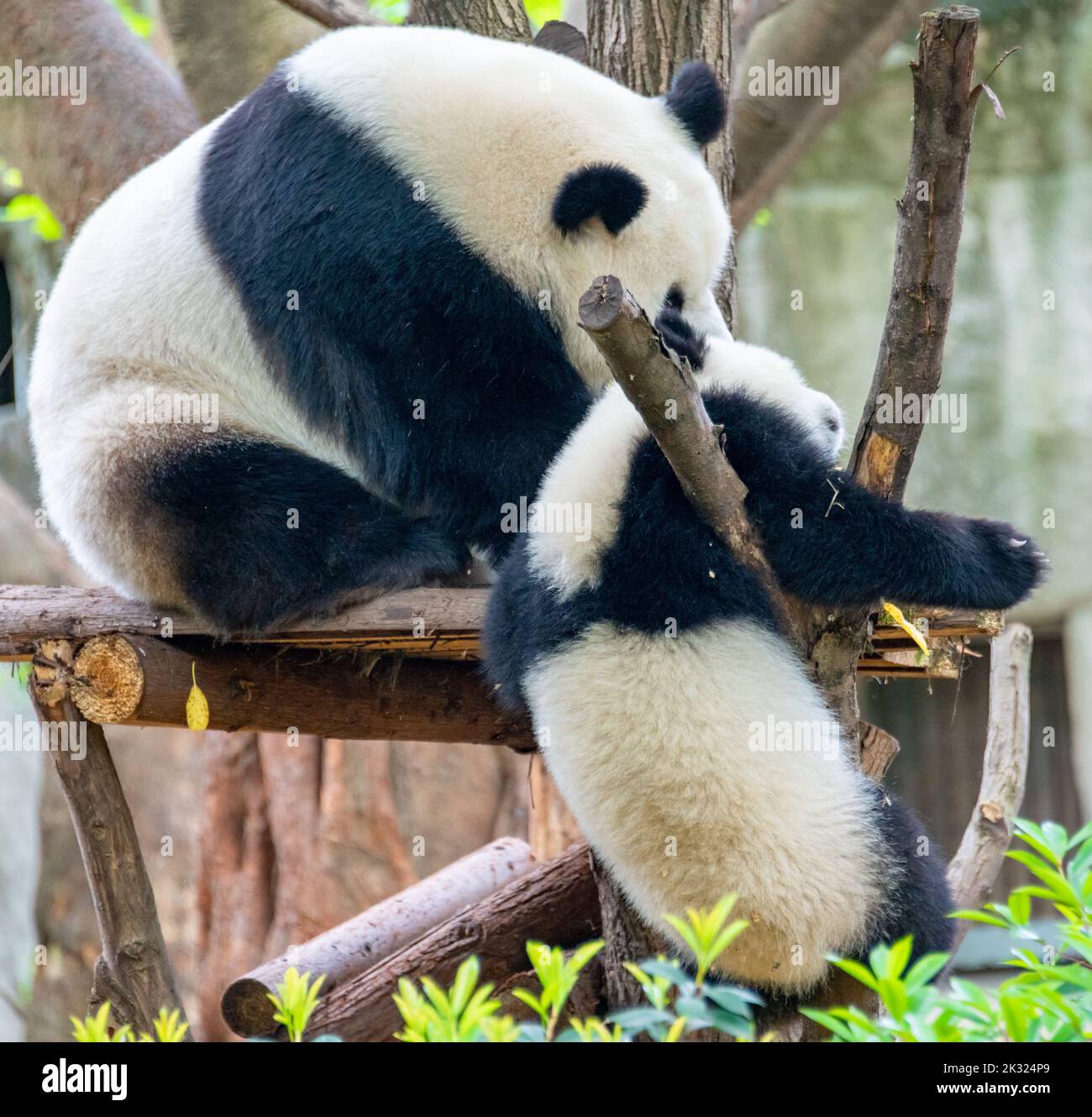 Mother Panda is teaching Panda Darling to climb a tree Stock Photo - Alamy