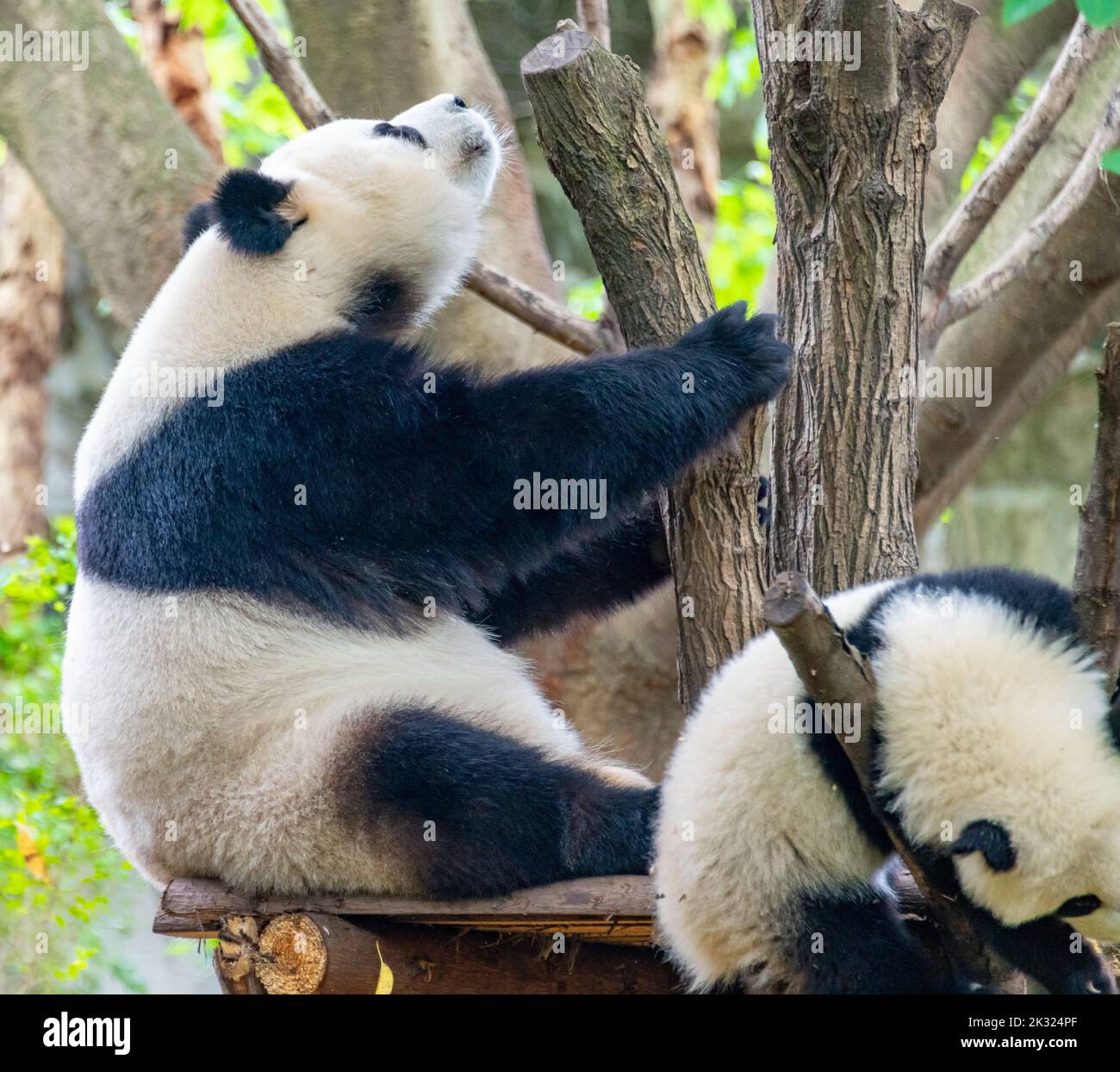 Mother Panda is teaching Panda Darling to climb a tree Stock Photo - Alamy