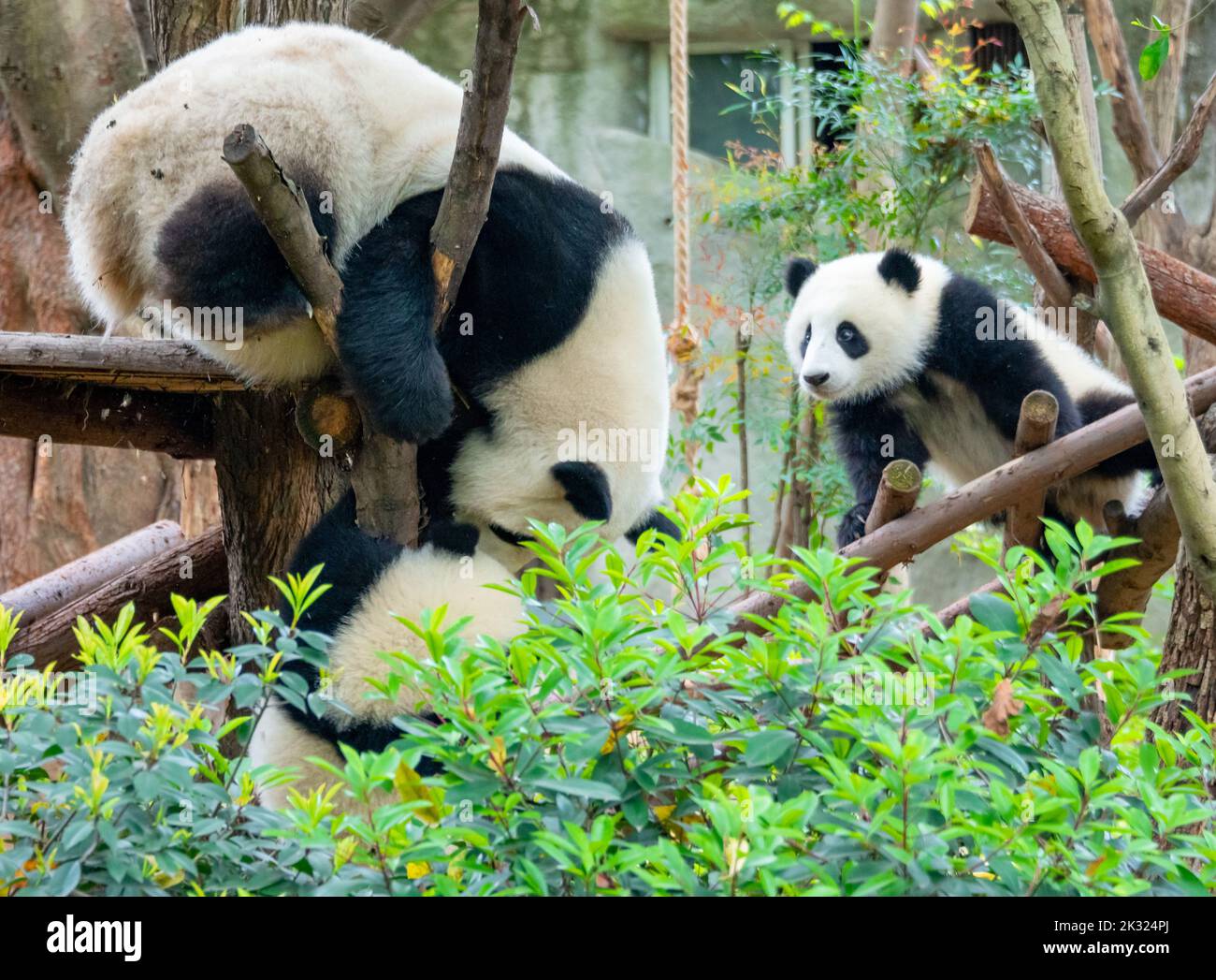 Mother Panda is teaching Panda Darling to climb a tree Stock Photo - Alamy
