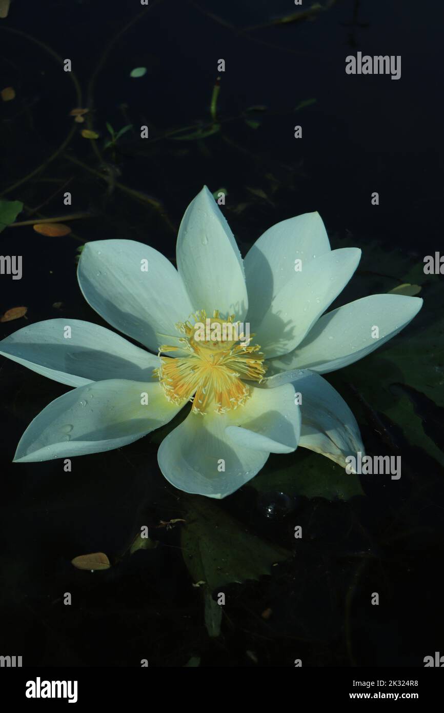 White lotus flower in a water surface with soft light Stock Photo - Alamy