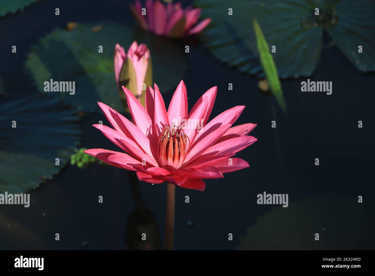 Close-up of blooming white,red and pink fancy waterlily or lotus flower ...
