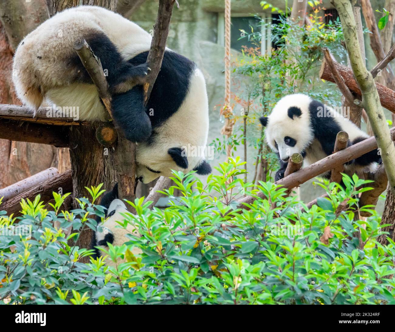 Mother Panda is teaching Panda Darling to climb a tree Stock Photo - Alamy