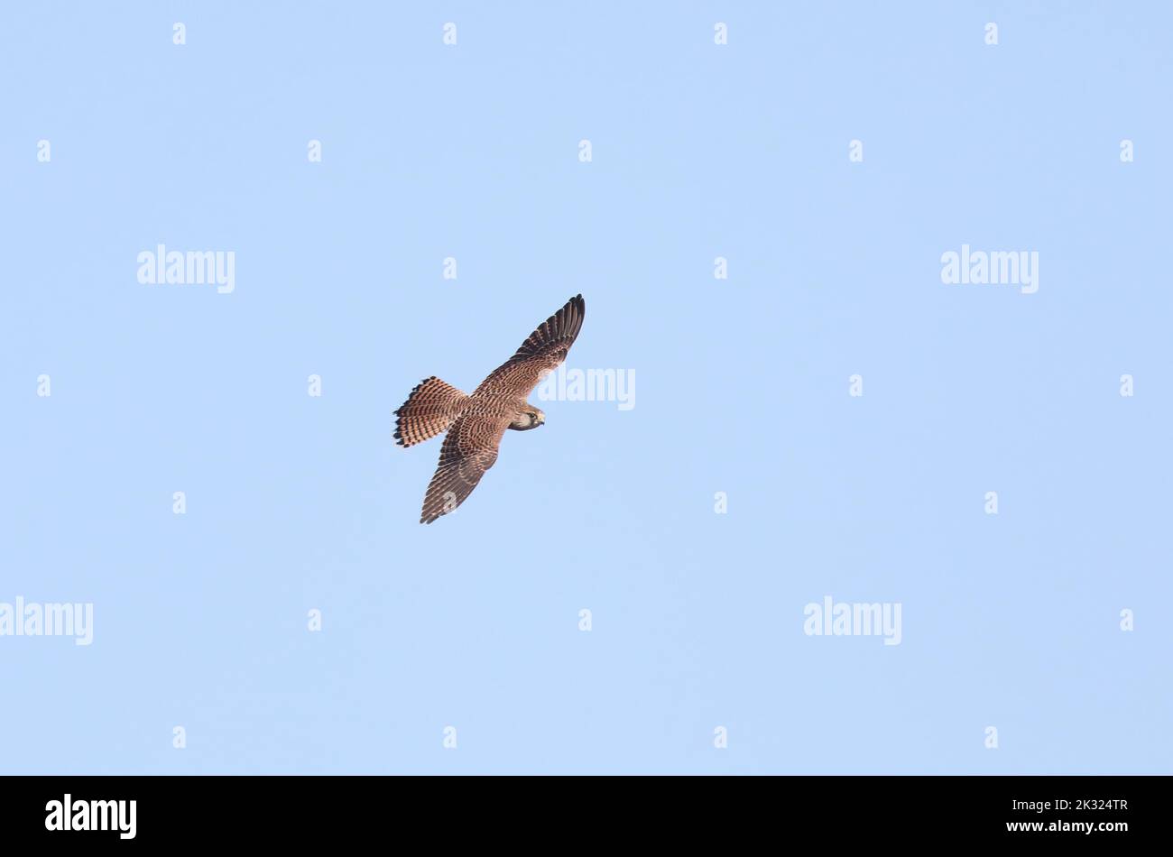 Kestrel, flying under blue sky Stock Photo - Alamy
