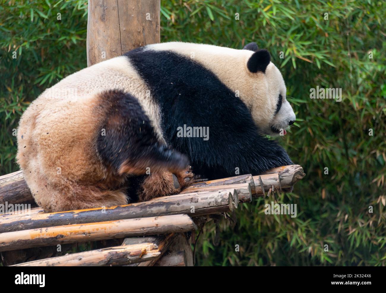 A giant panda lives daily at the Chengdu Panda Base Stock Photo - Alamy