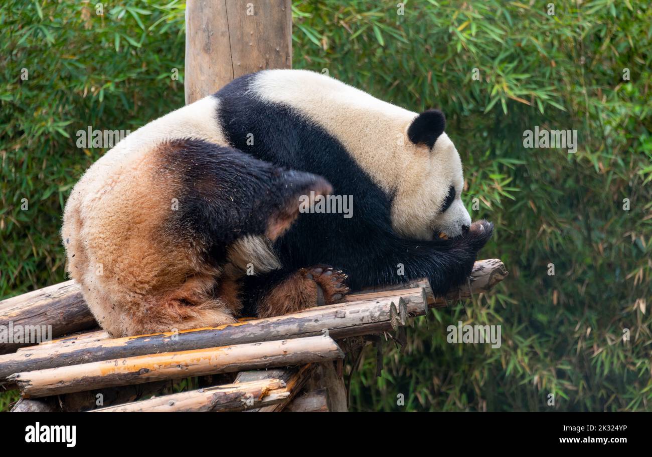 A giant panda lives daily at the Chengdu Panda Base Stock Photo - Alamy