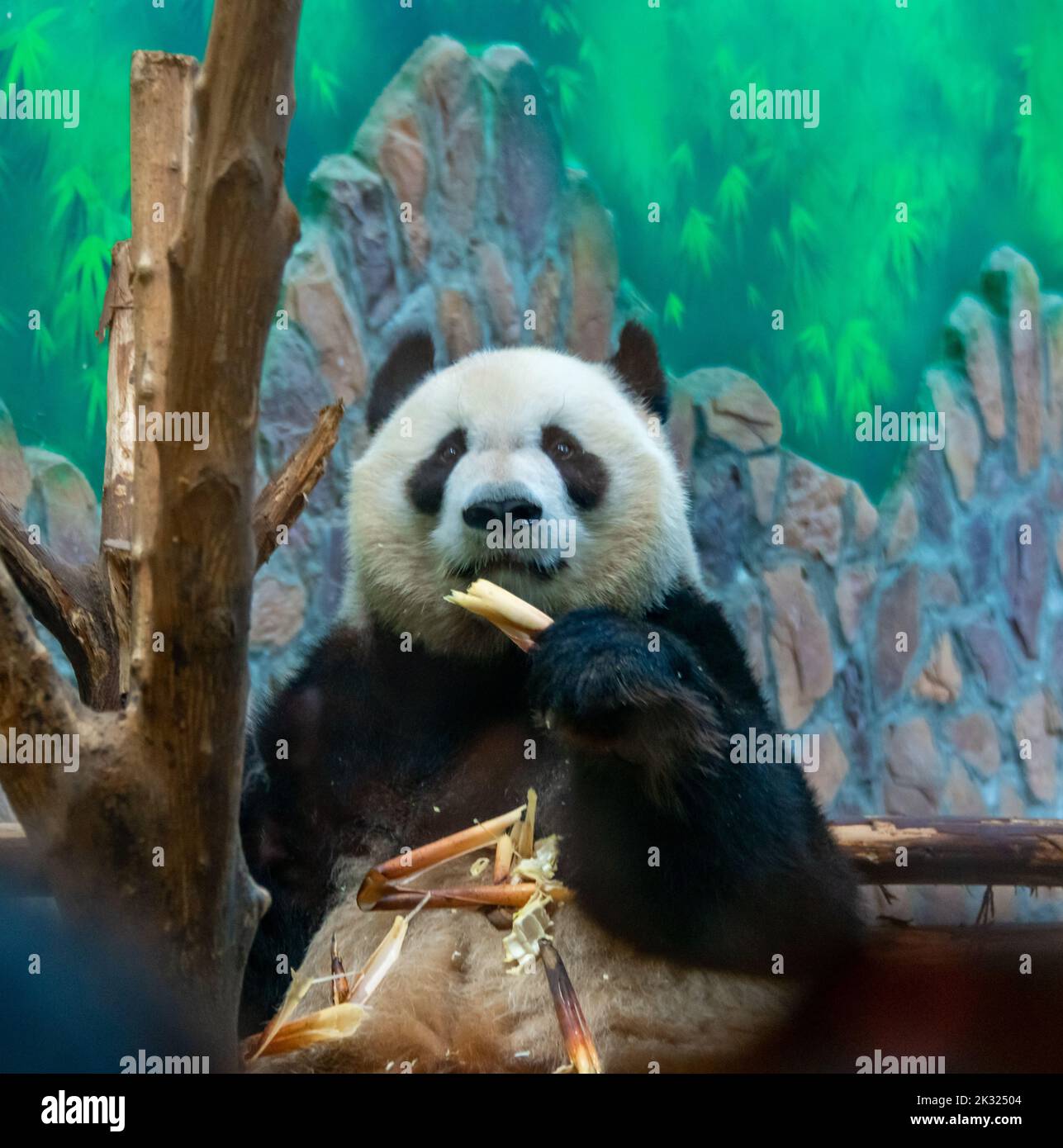 A giant panda lives daily at the Chengdu Panda Base Stock Photo - Alamy