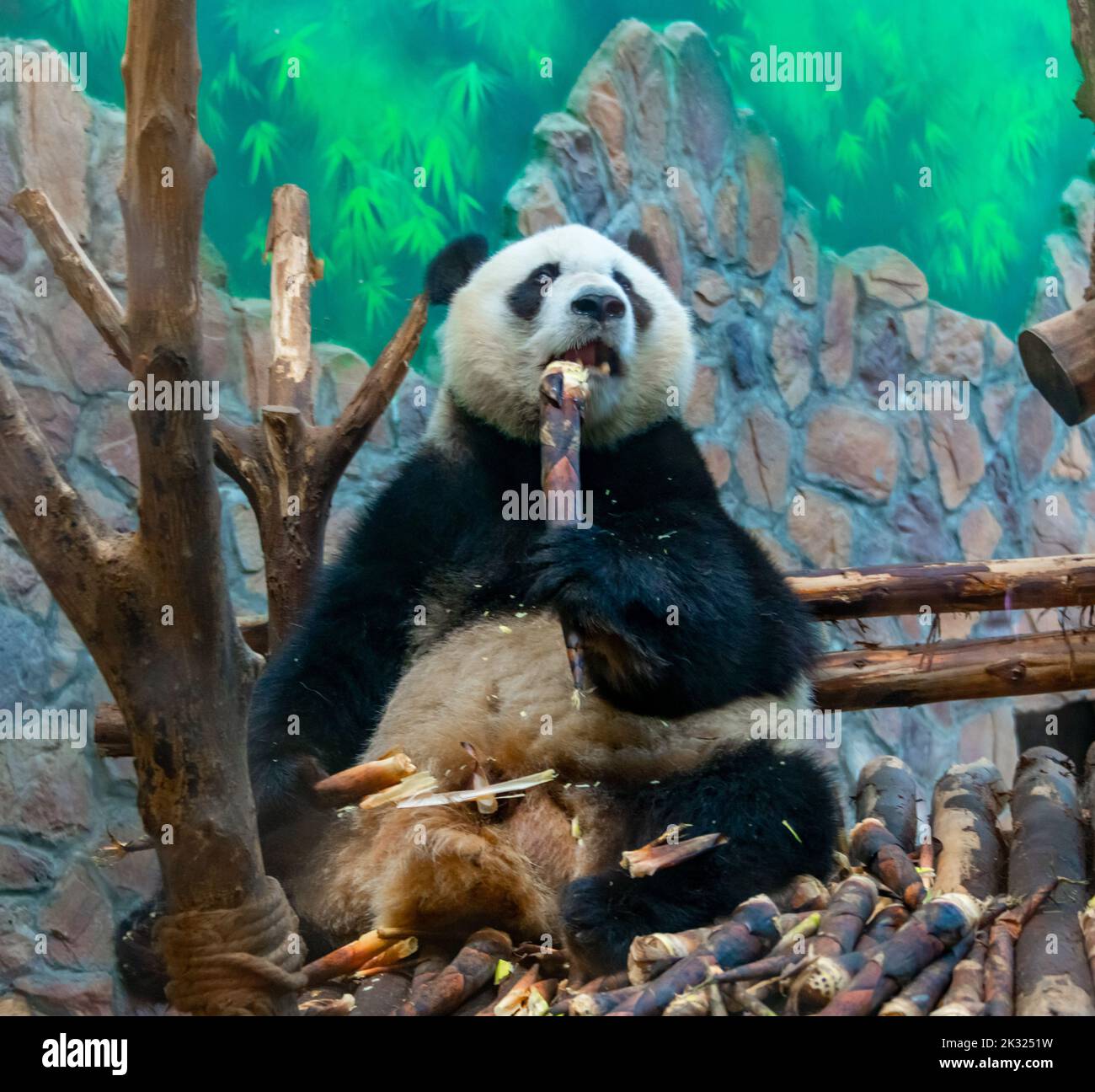 A giant panda lives daily at the Chengdu Panda Base Stock Photo - Alamy