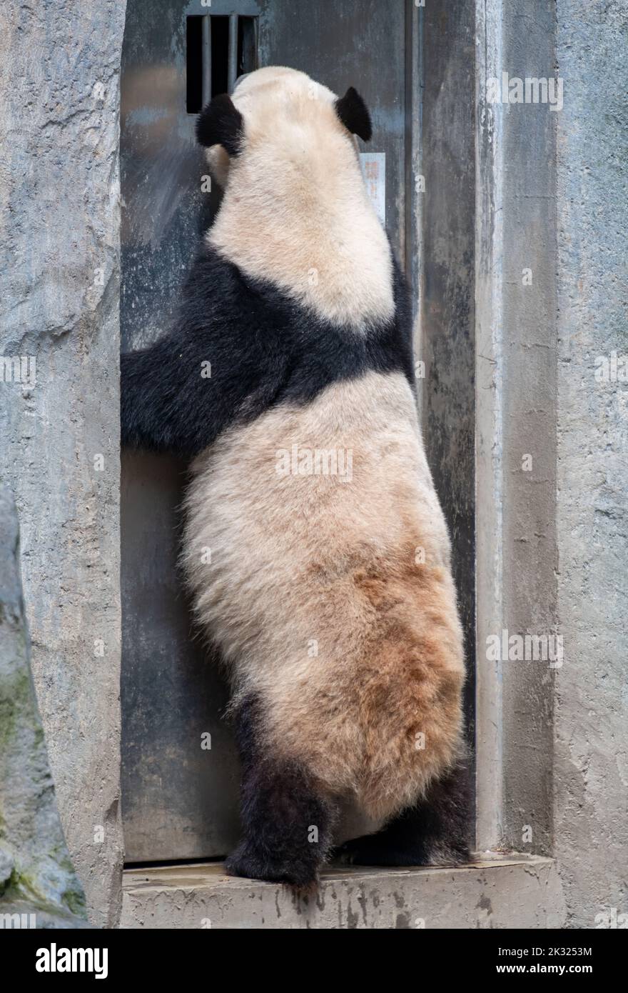 A giant panda lives daily at the Chengdu Panda Base Stock Photo - Alamy