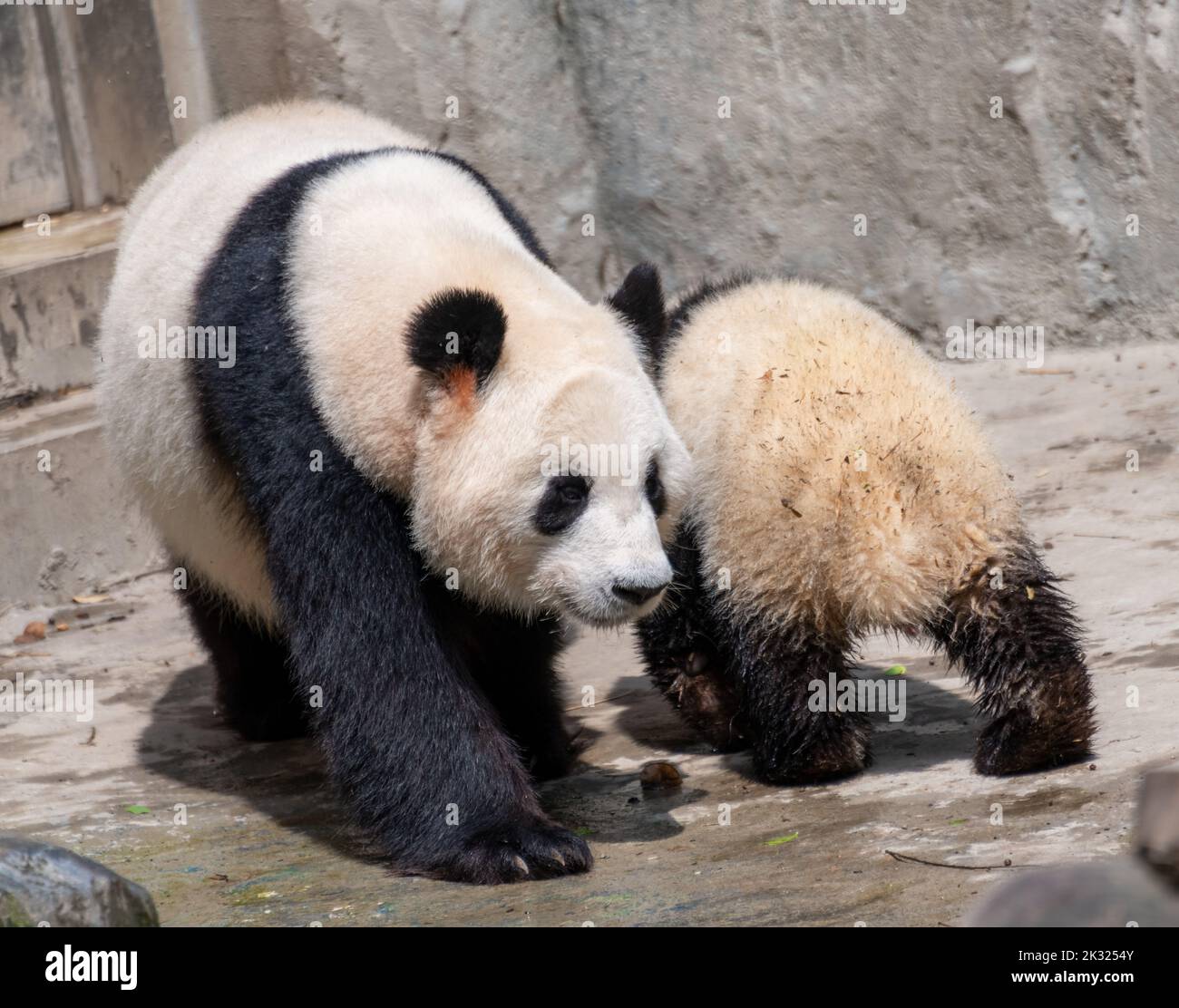 A giant panda lives daily at the Chengdu Panda Base Stock Photo - Alamy