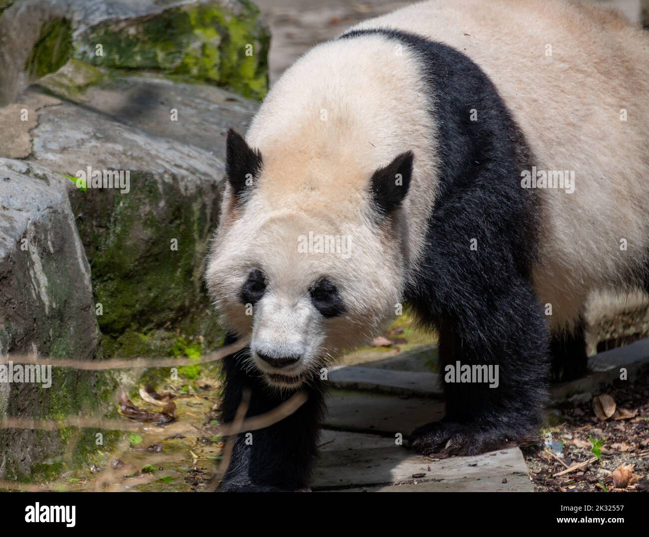 A giant panda lives daily at the Chengdu Panda Base Stock Photo - Alamy