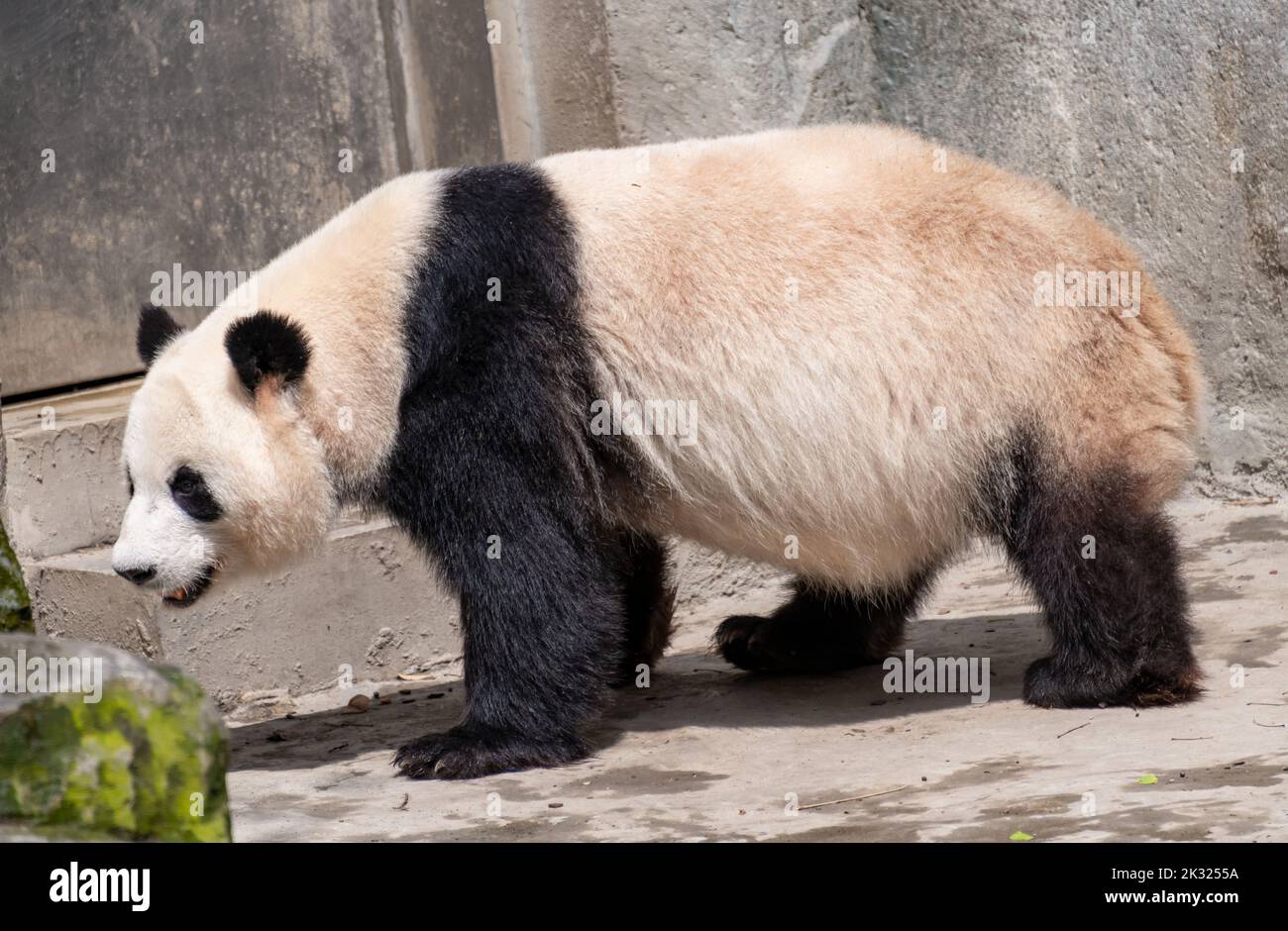 A giant panda lives daily at the Chengdu Panda Base Stock Photo - Alamy