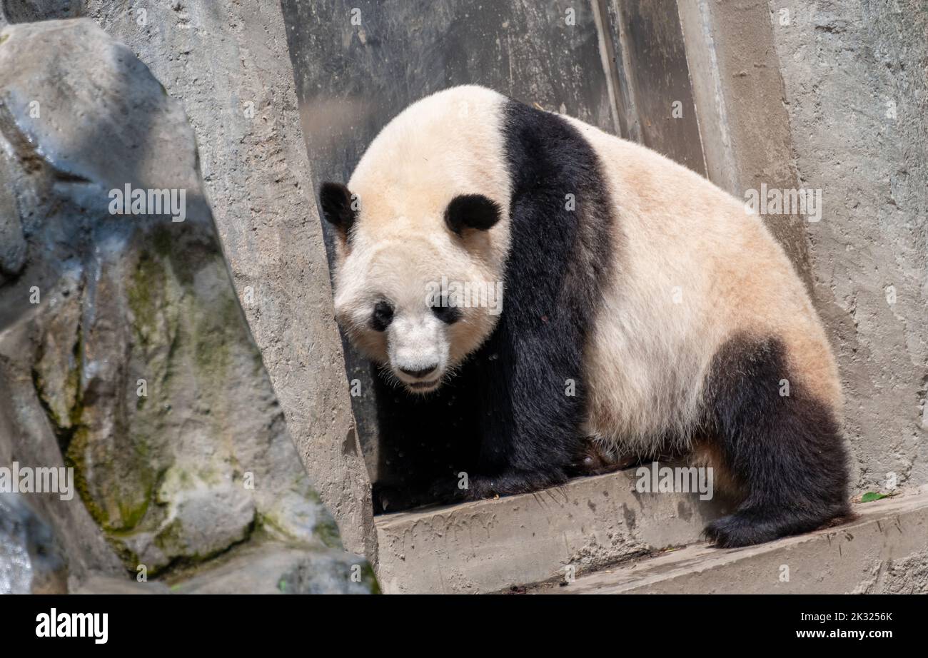 A giant panda lives daily at the Chengdu Panda Base Stock Photo - Alamy
