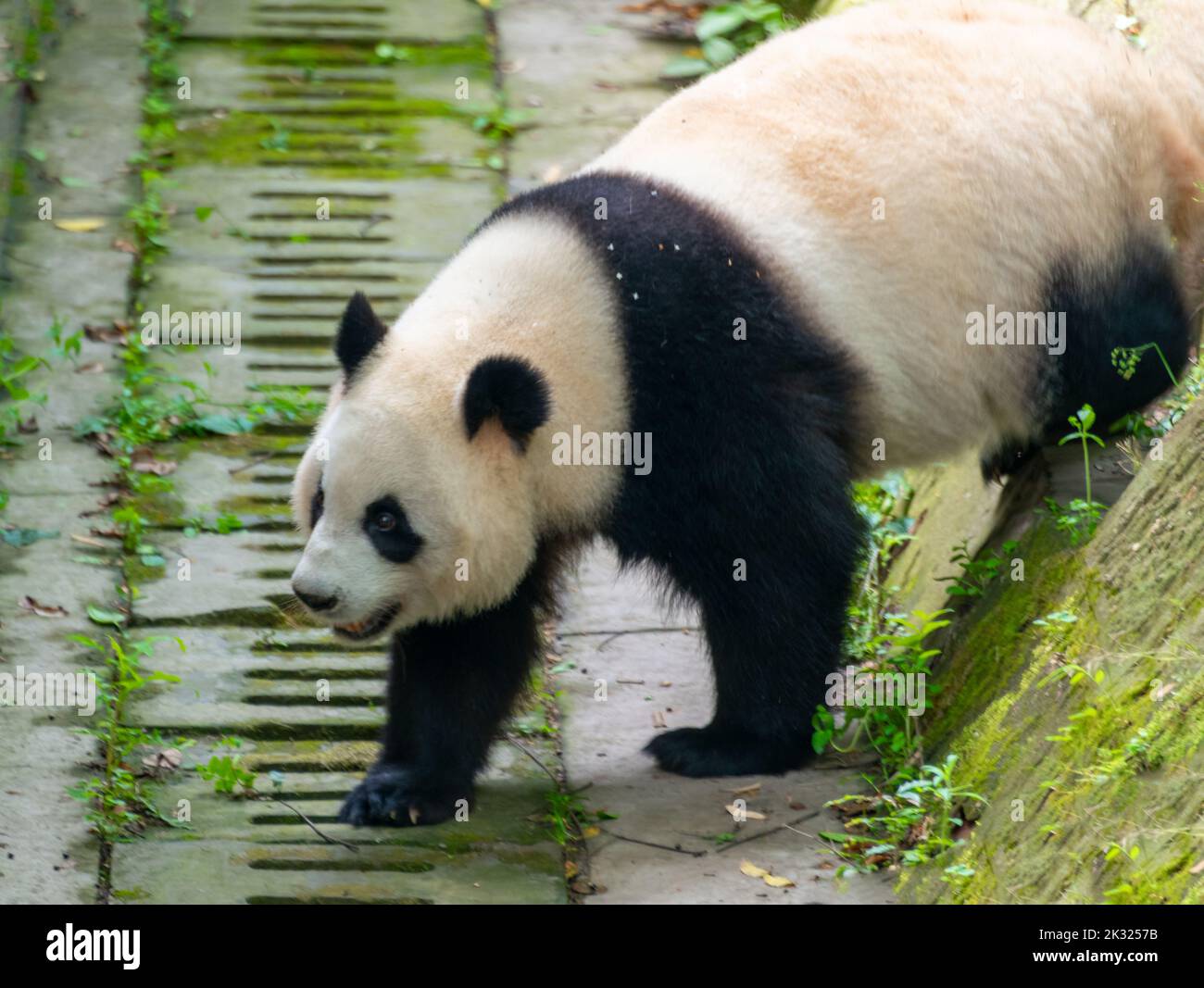 A giant panda lives daily at the Chengdu Panda Base Stock Photo - Alamy